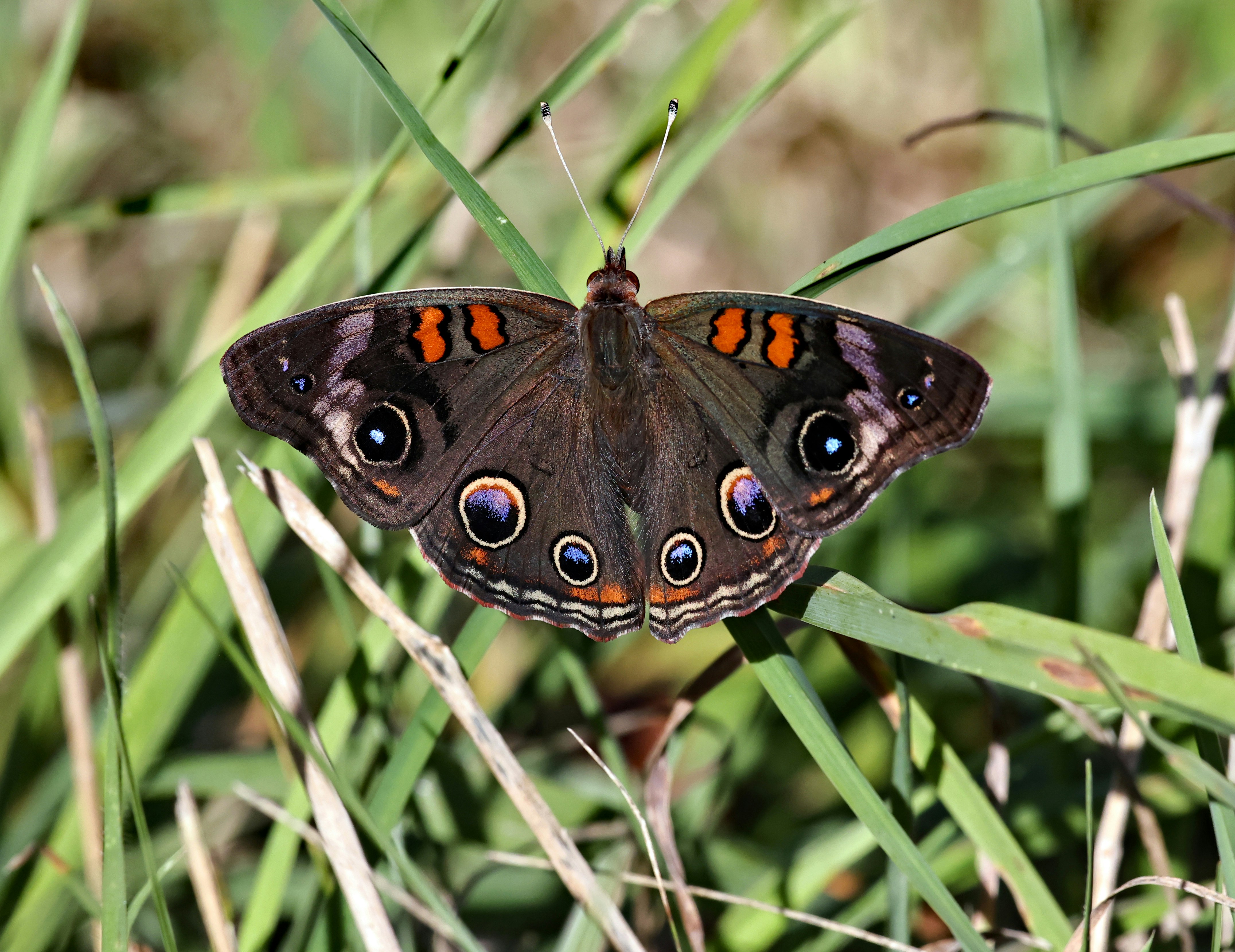 Midfield Monarch: A Brown Venation Resting in Garden Grasses