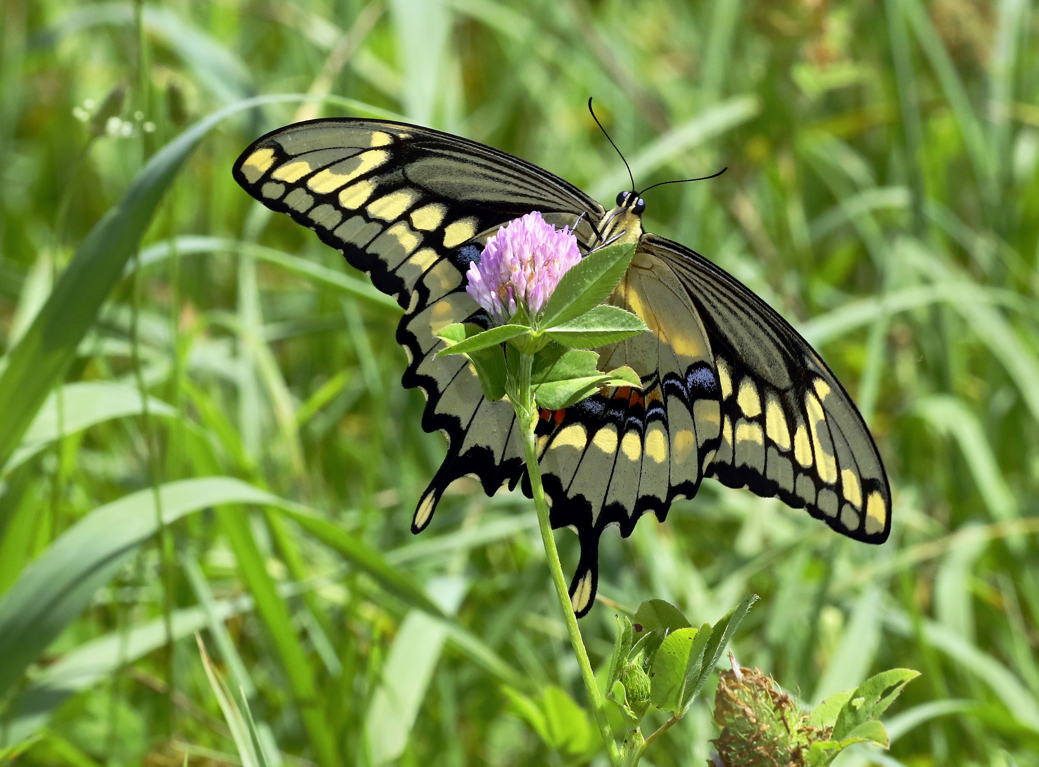 Scarlet Wings on Green: A Swallowtail Graces a Blossoming Thistle