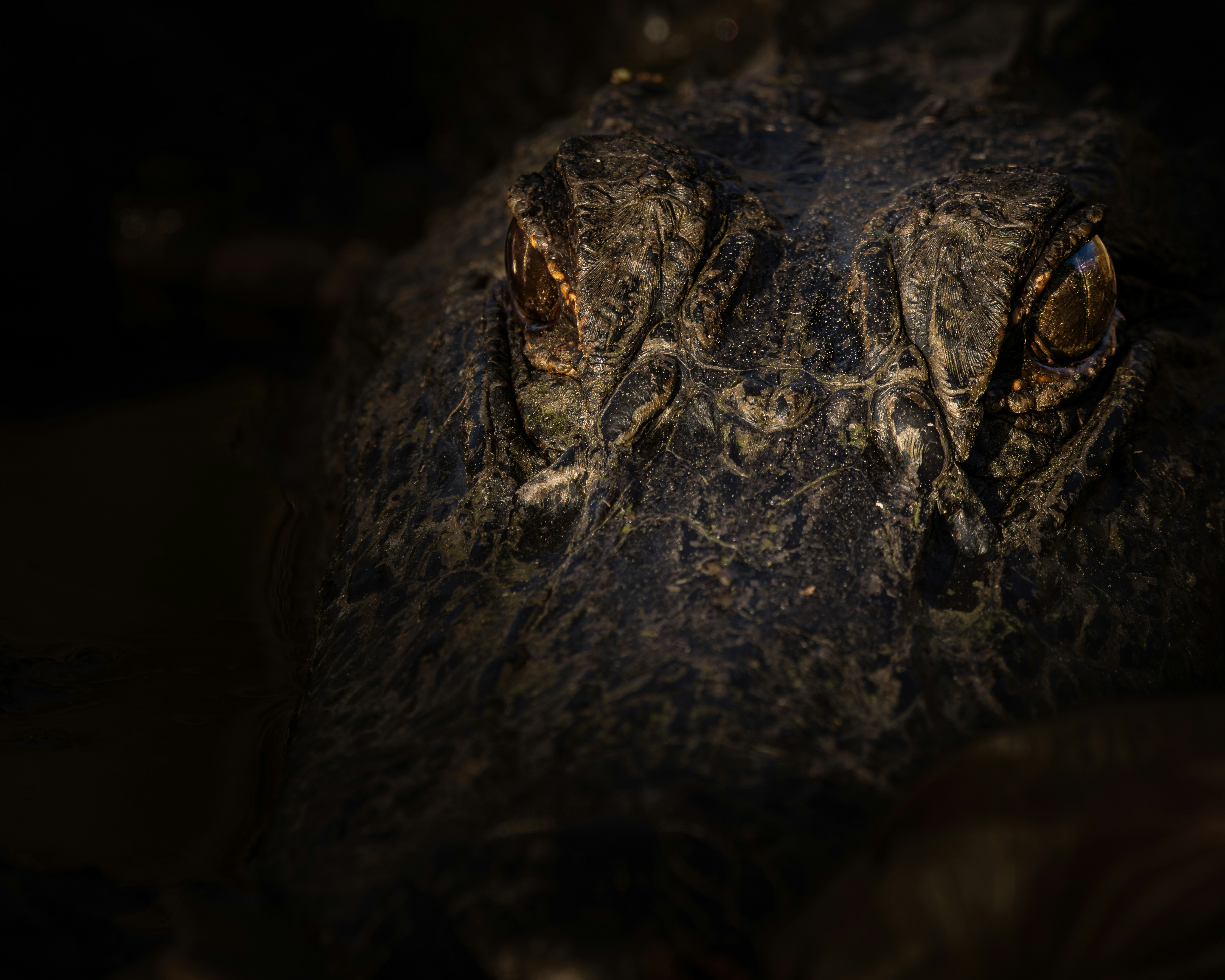 Eyes in the Mud: A Crocodile's Gaze Emerging from Darkness