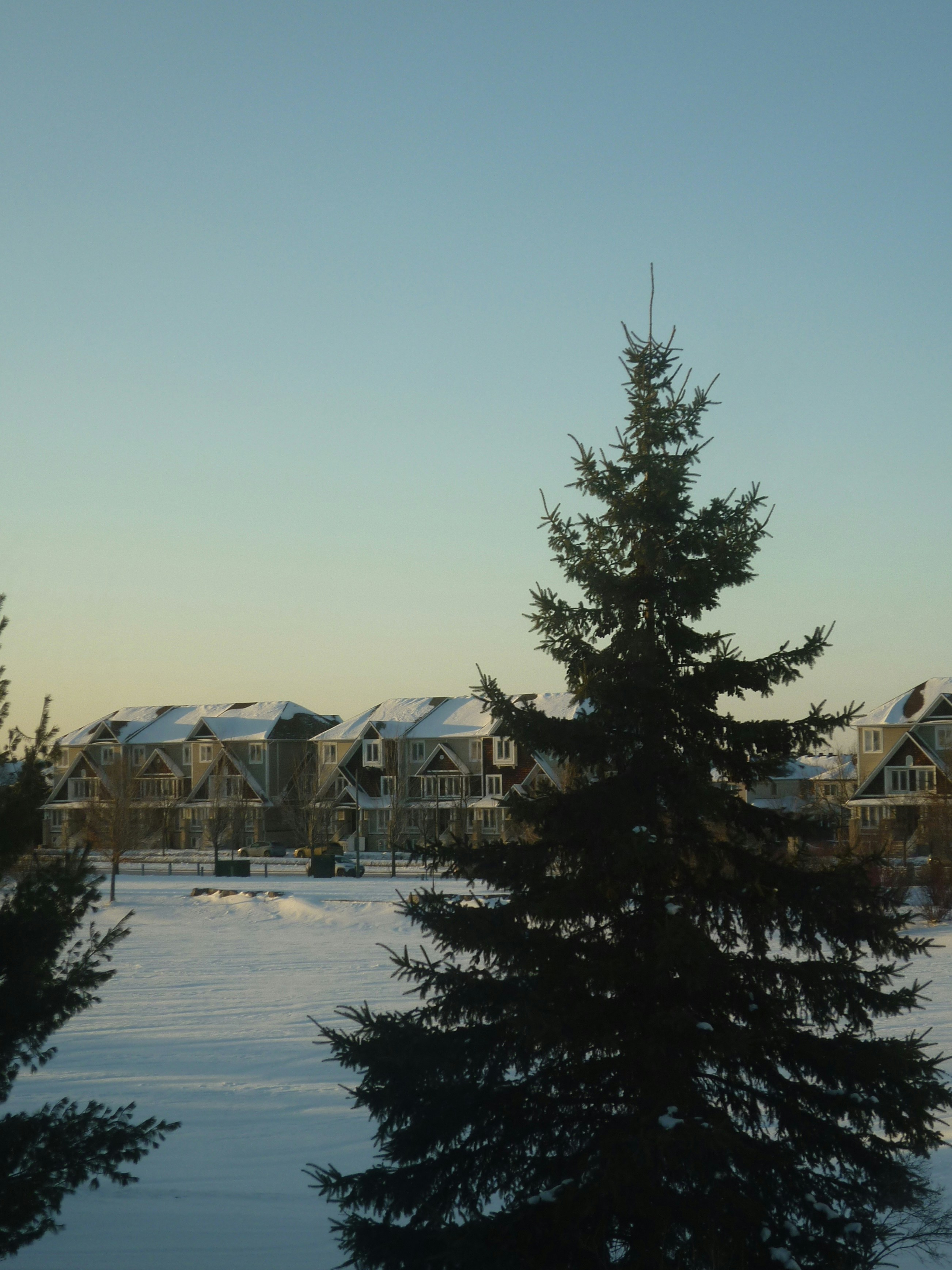 Snowy Suburban Pines Under a Pale Winter Sky