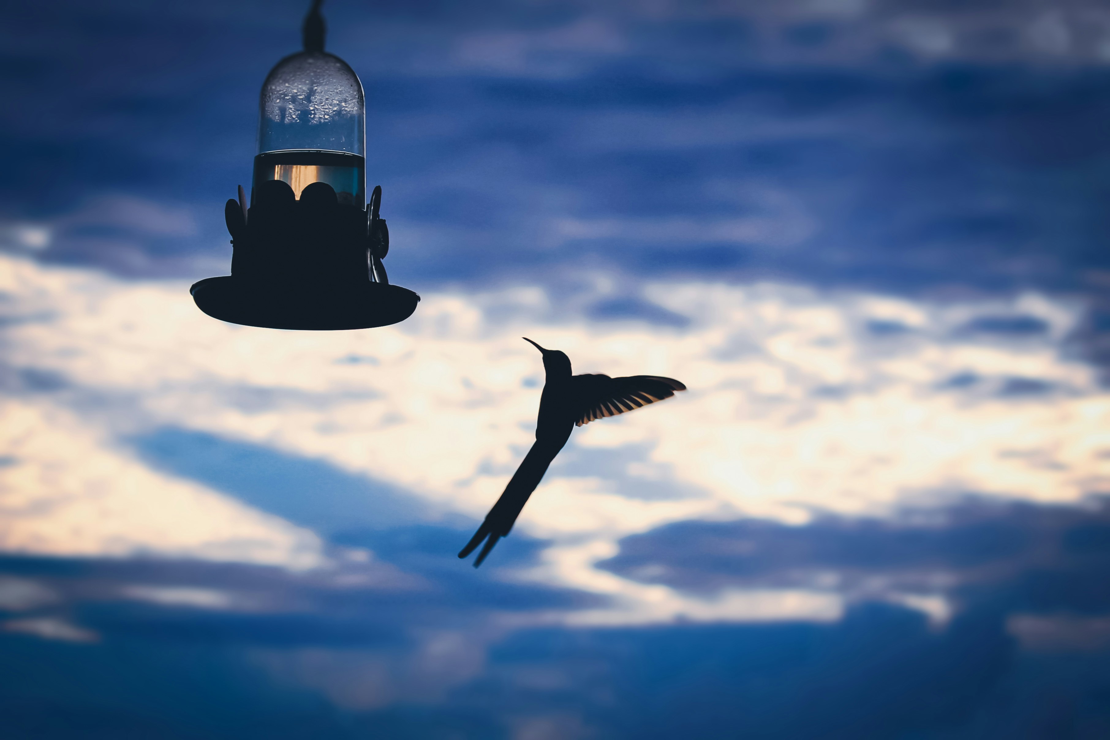 Silhouette at Dusk: A Hummingbird Attends a Lanterned Moment