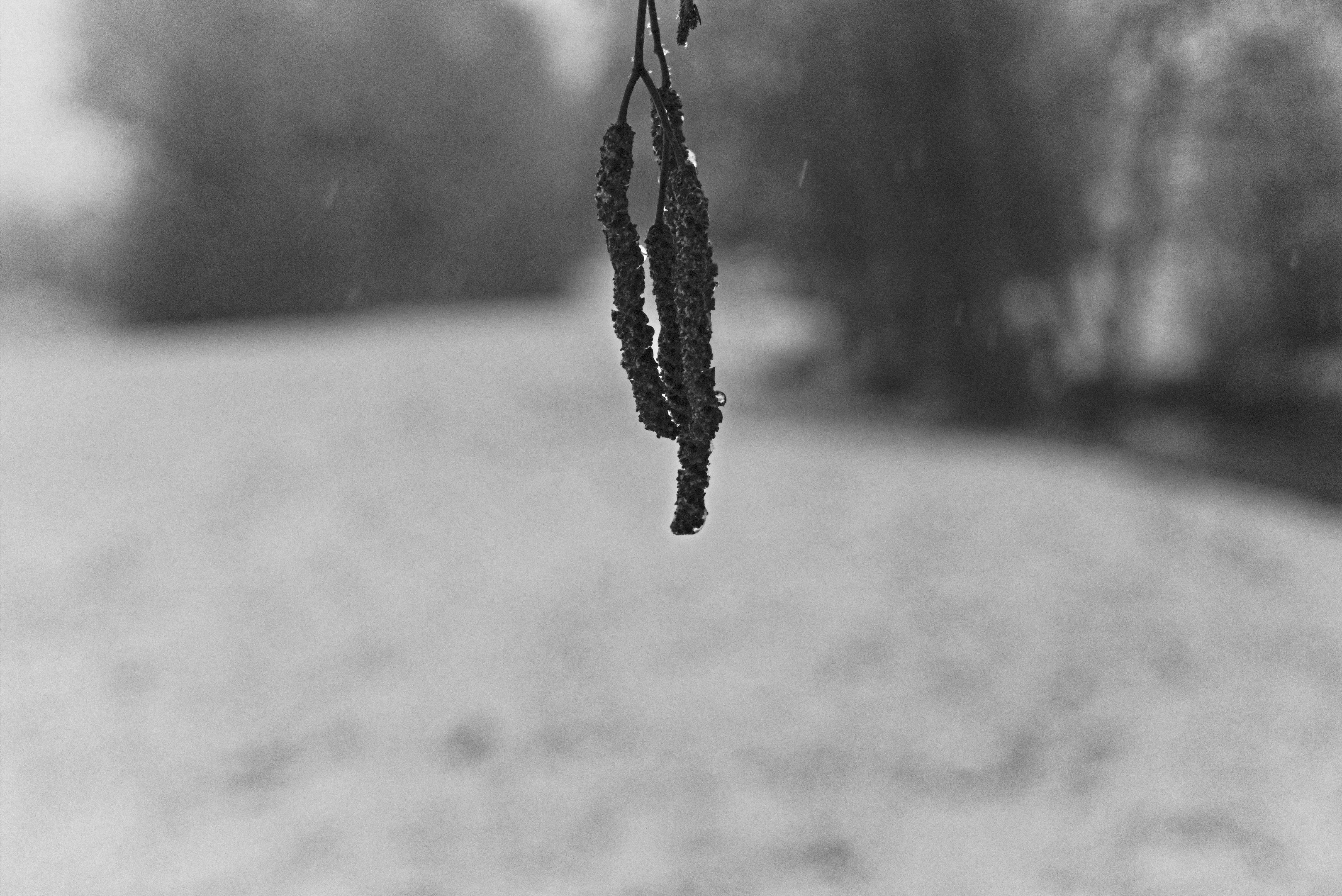 Droplets of Time: Cattail Seeds in a Quiet Winter Field