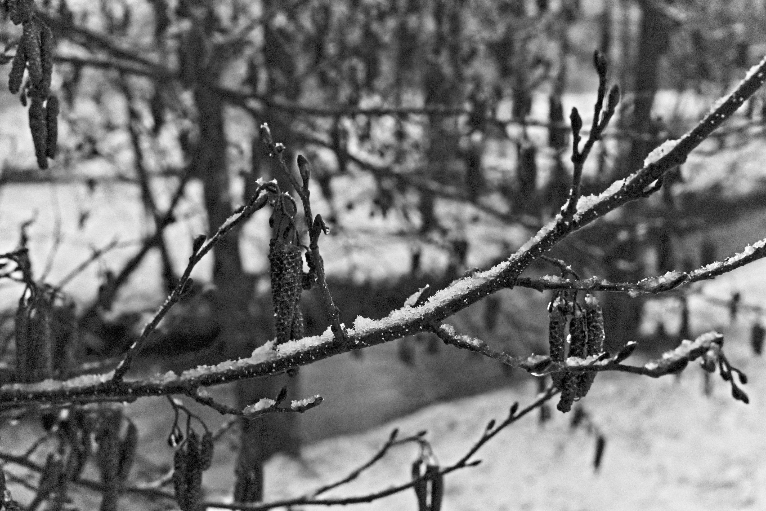 Snow-kissed Branches: A Quiet Moment in monochrome