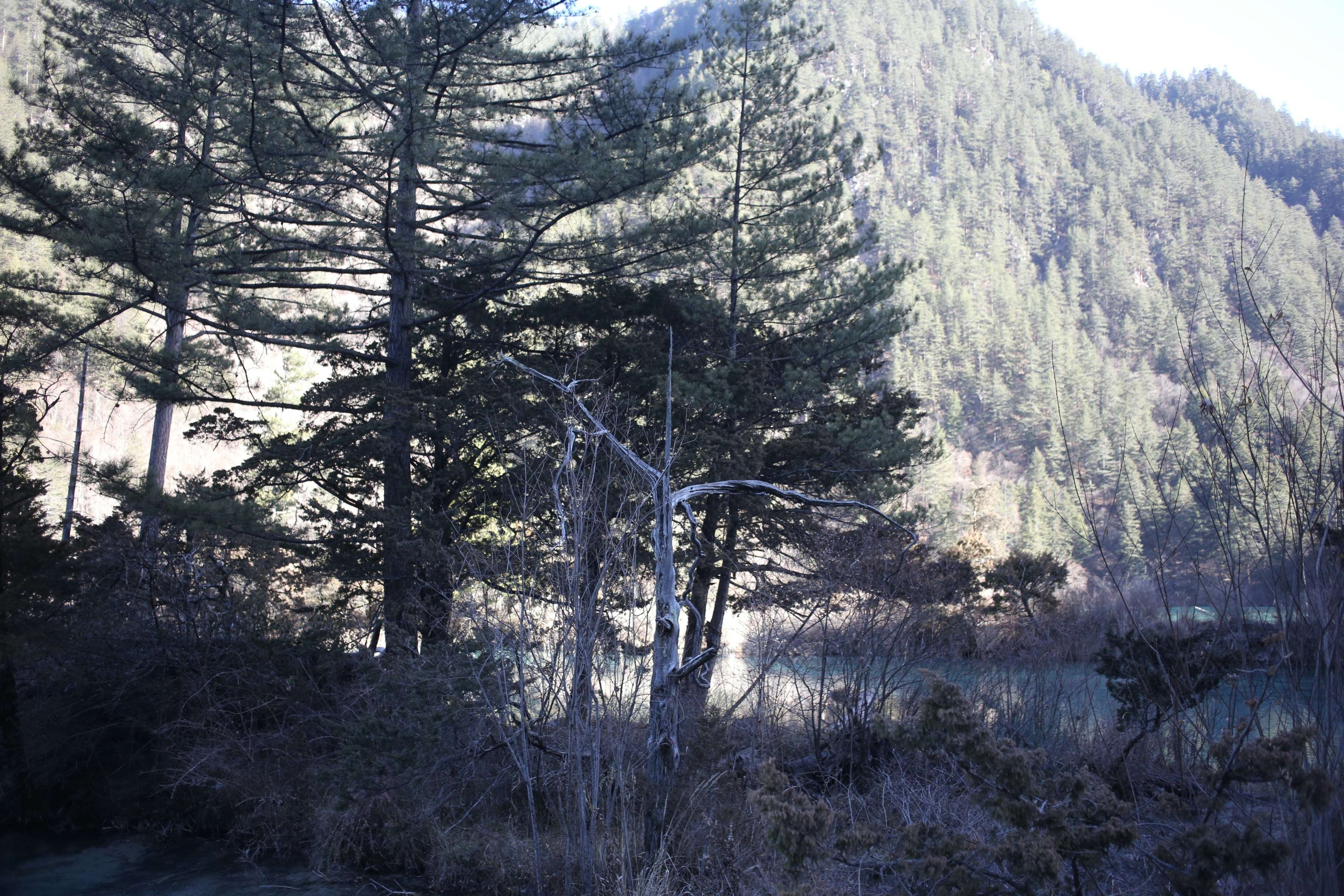 Winter Pines: A Lone, Weathered Tree Among Silent Peaks