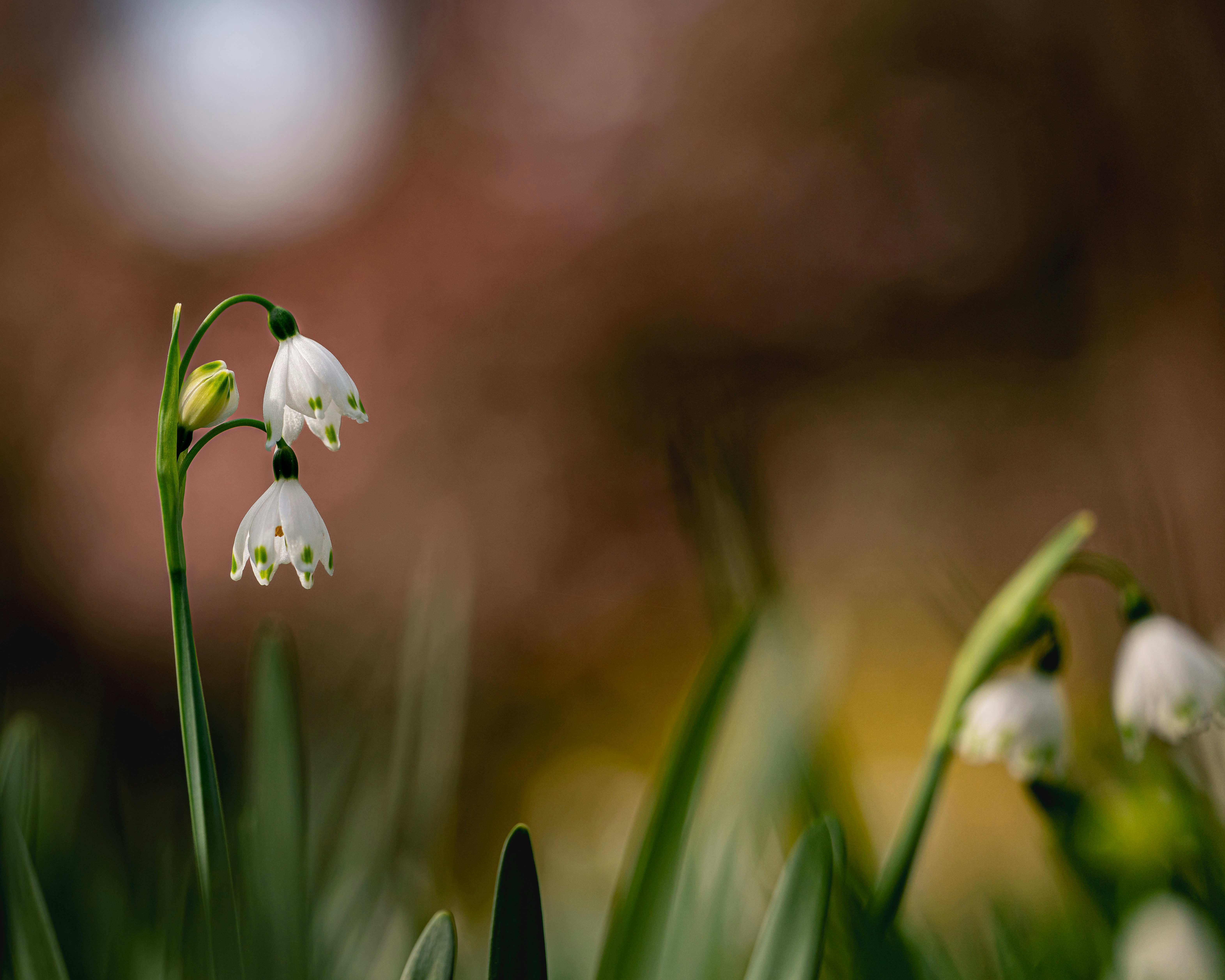 Snowdrop Sentinel: A Pair of Delicate Bells in Soft Focus