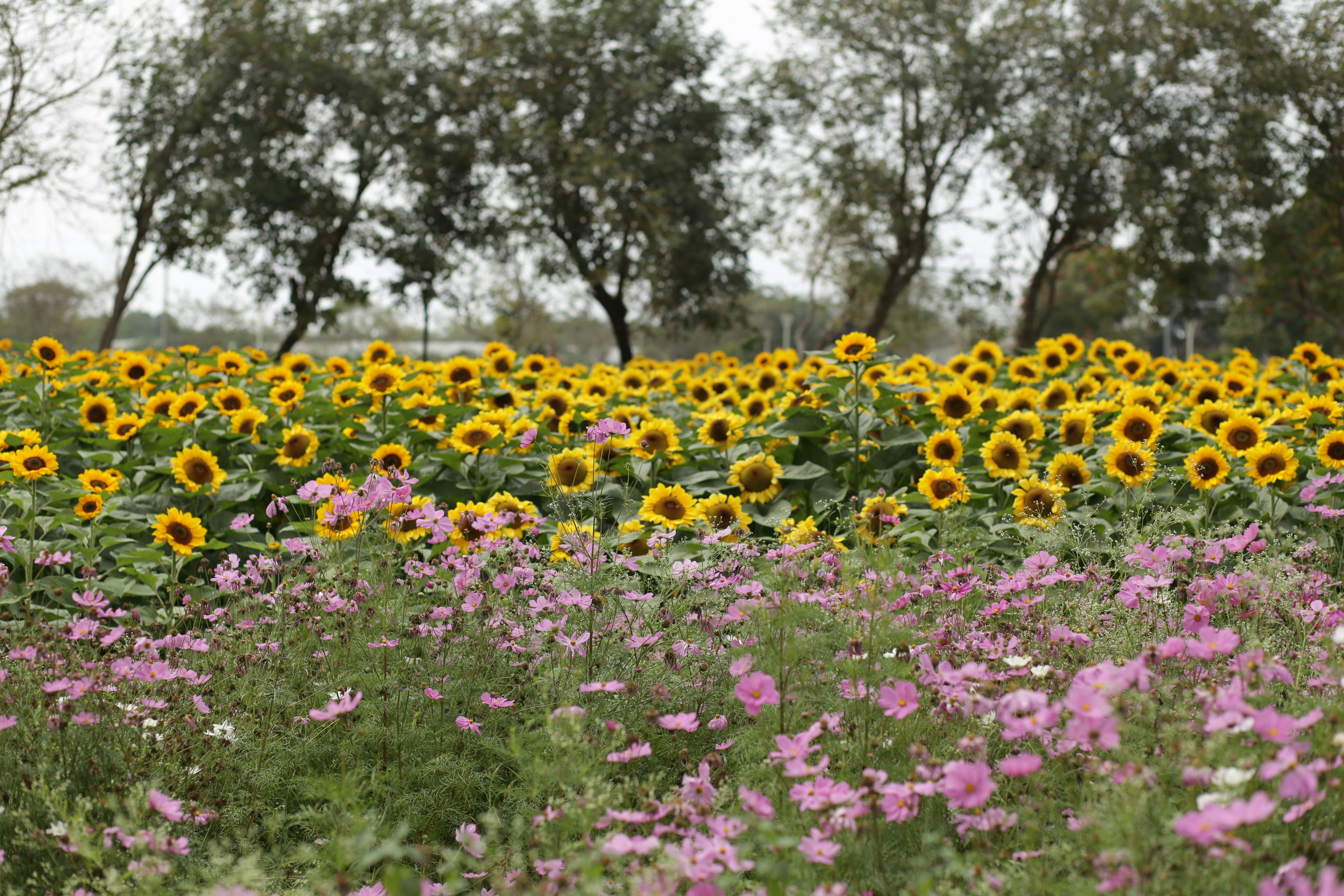 Sunlit Sea of Gold: A Field of Sunflowers and Pink Blooms