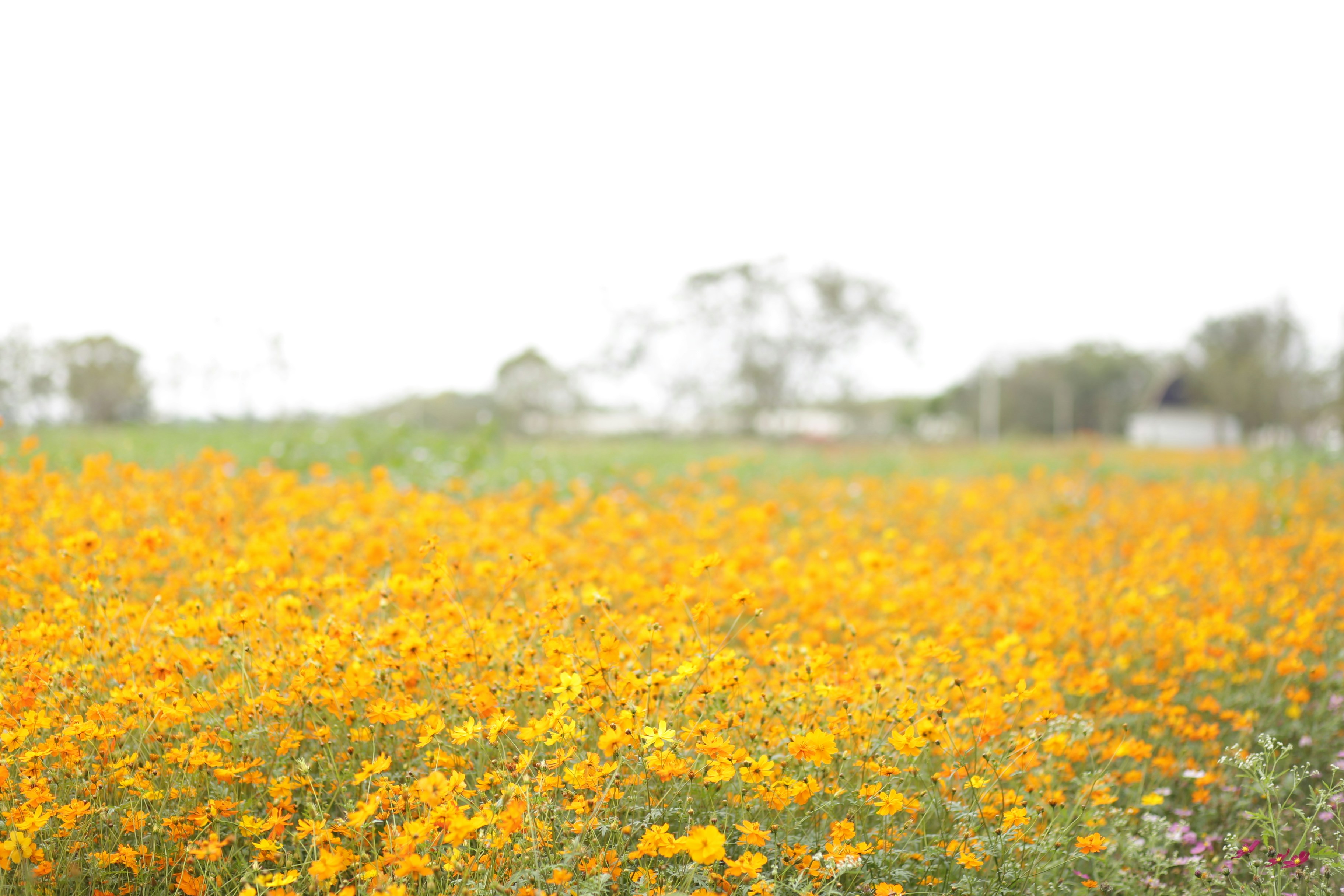 Field of Golden Bloom: A Sunlit Sea of Marigolds Fringe a Quiet Horizon