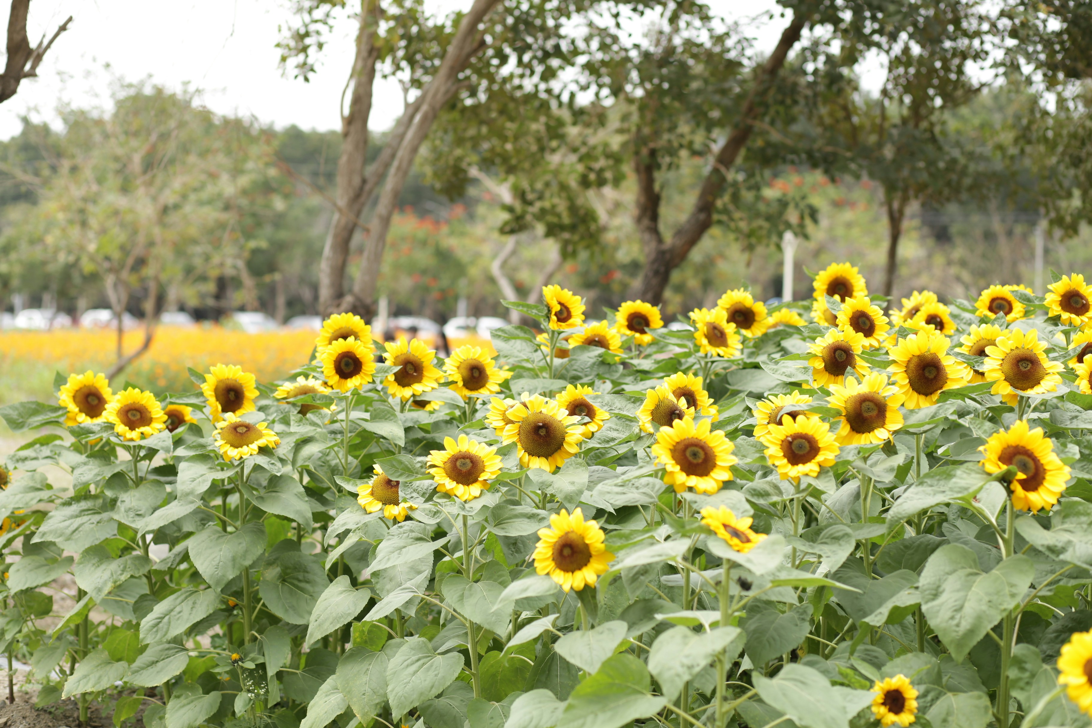 Sunlit Meadow of Smiling Yellow: A Field of Sunflowers Under a Generous Sky