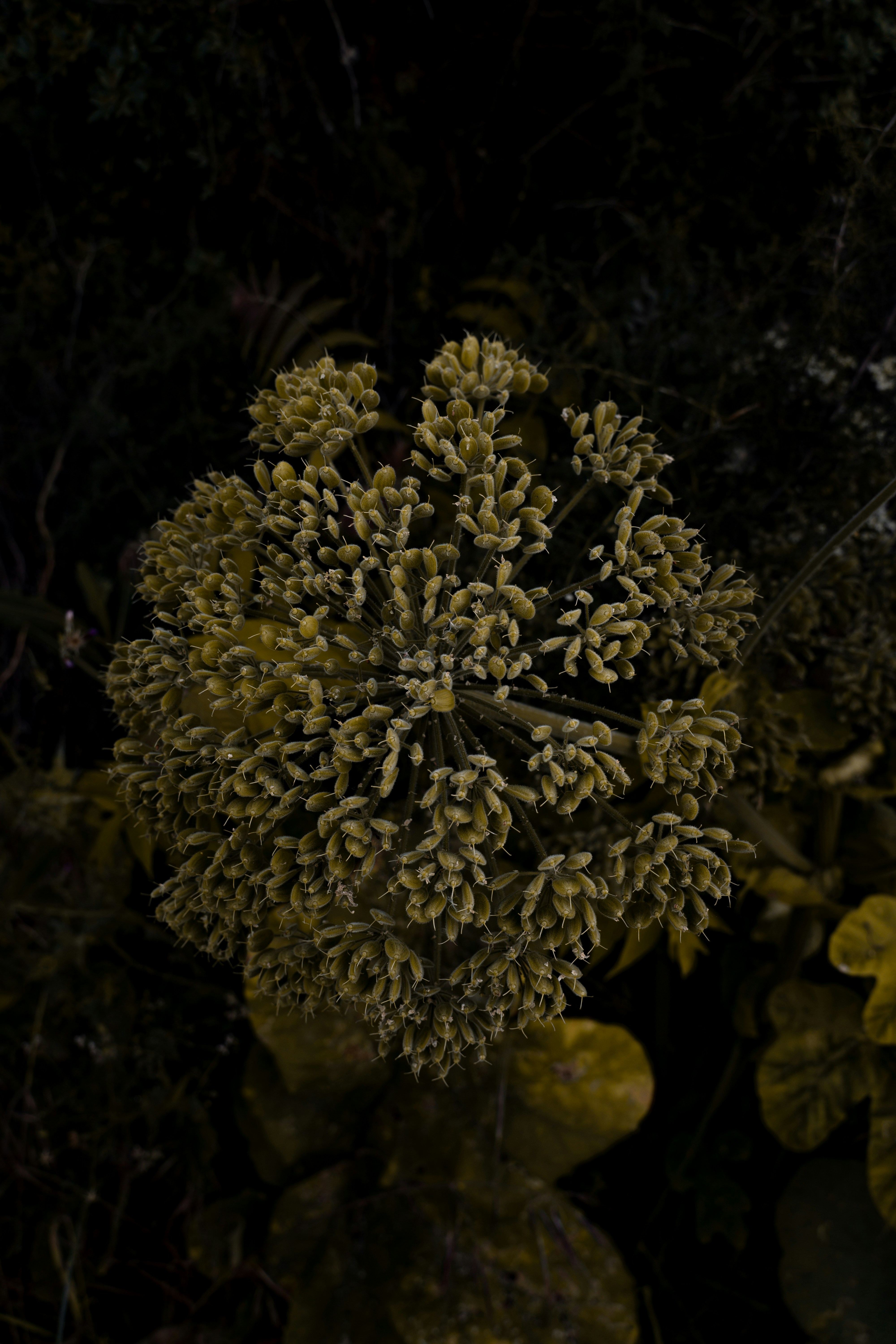 Midnight Bloom: A Tender Clump of Foliage in Dim Light