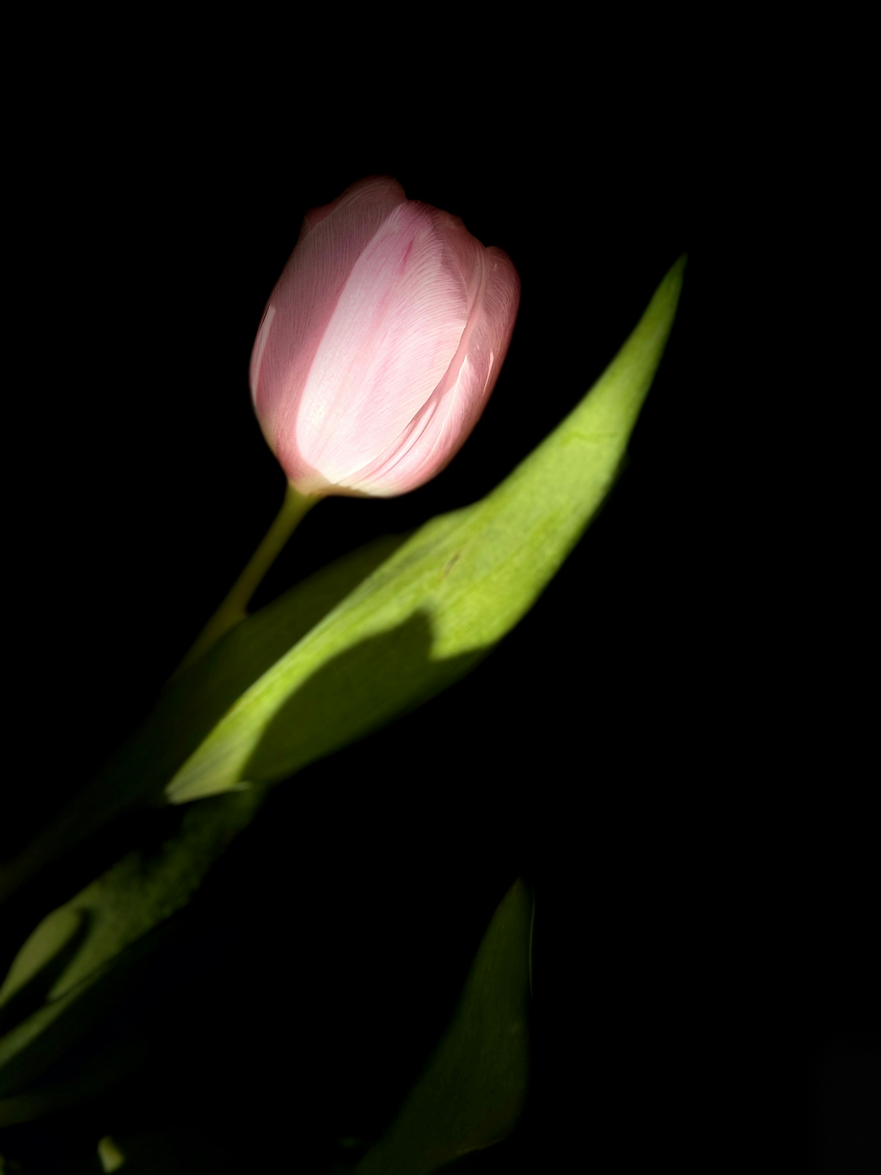 Soft Pink Tulip Against Night