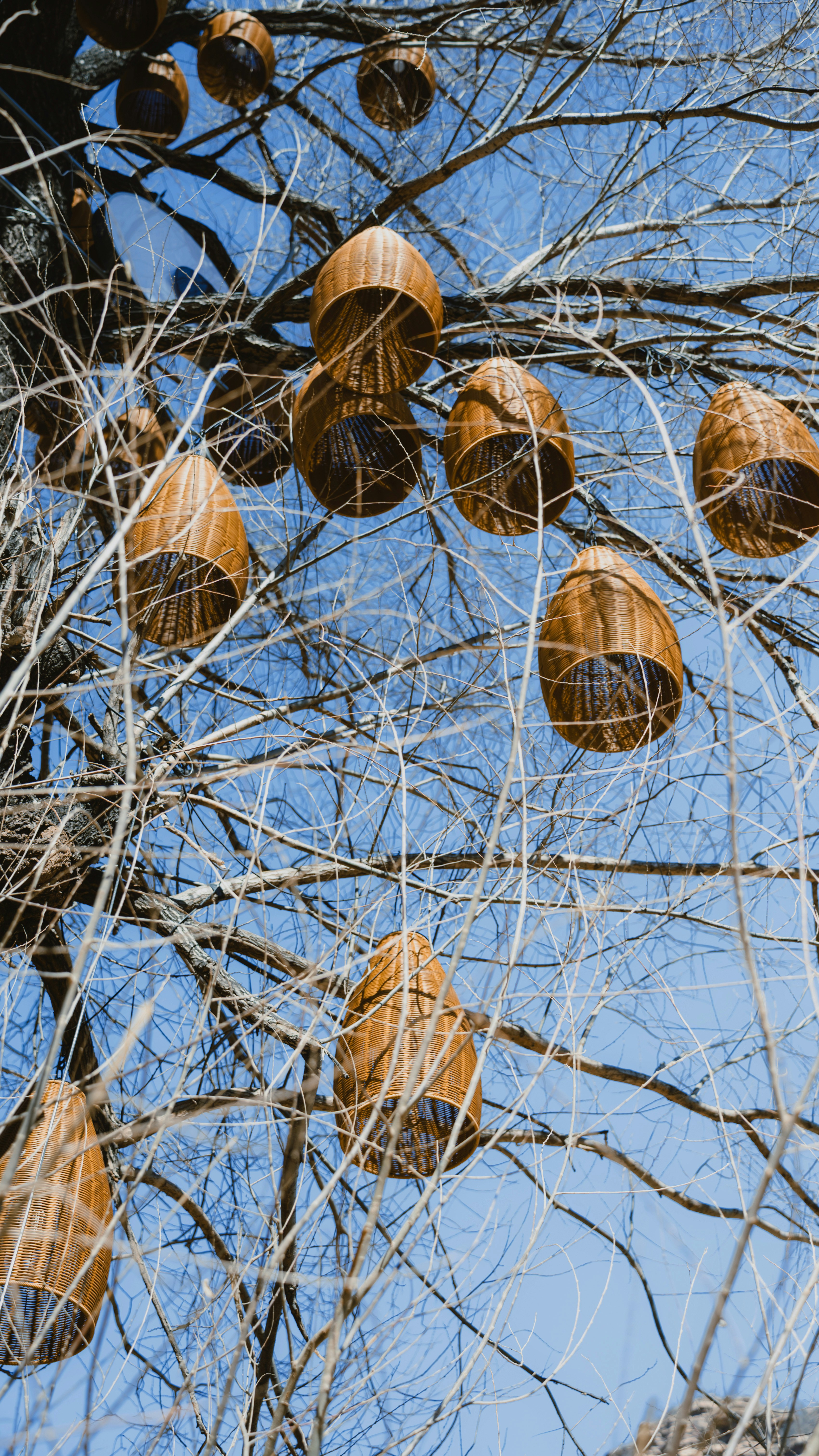 Lanterns in the Sky: Copper Orbs Among Bare Winter Limbs