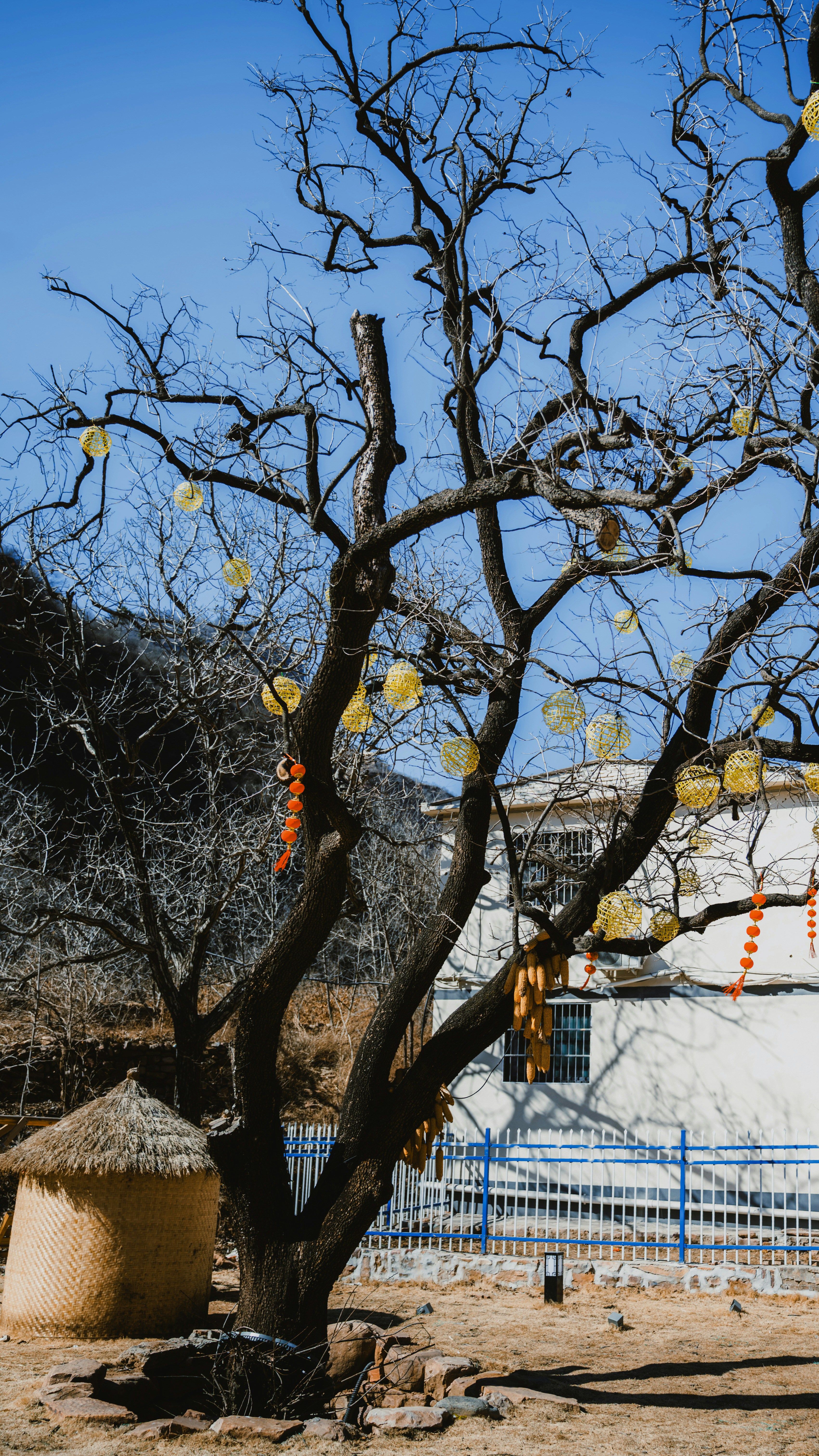 Leafless Tree String Lights in a Sunny Yard