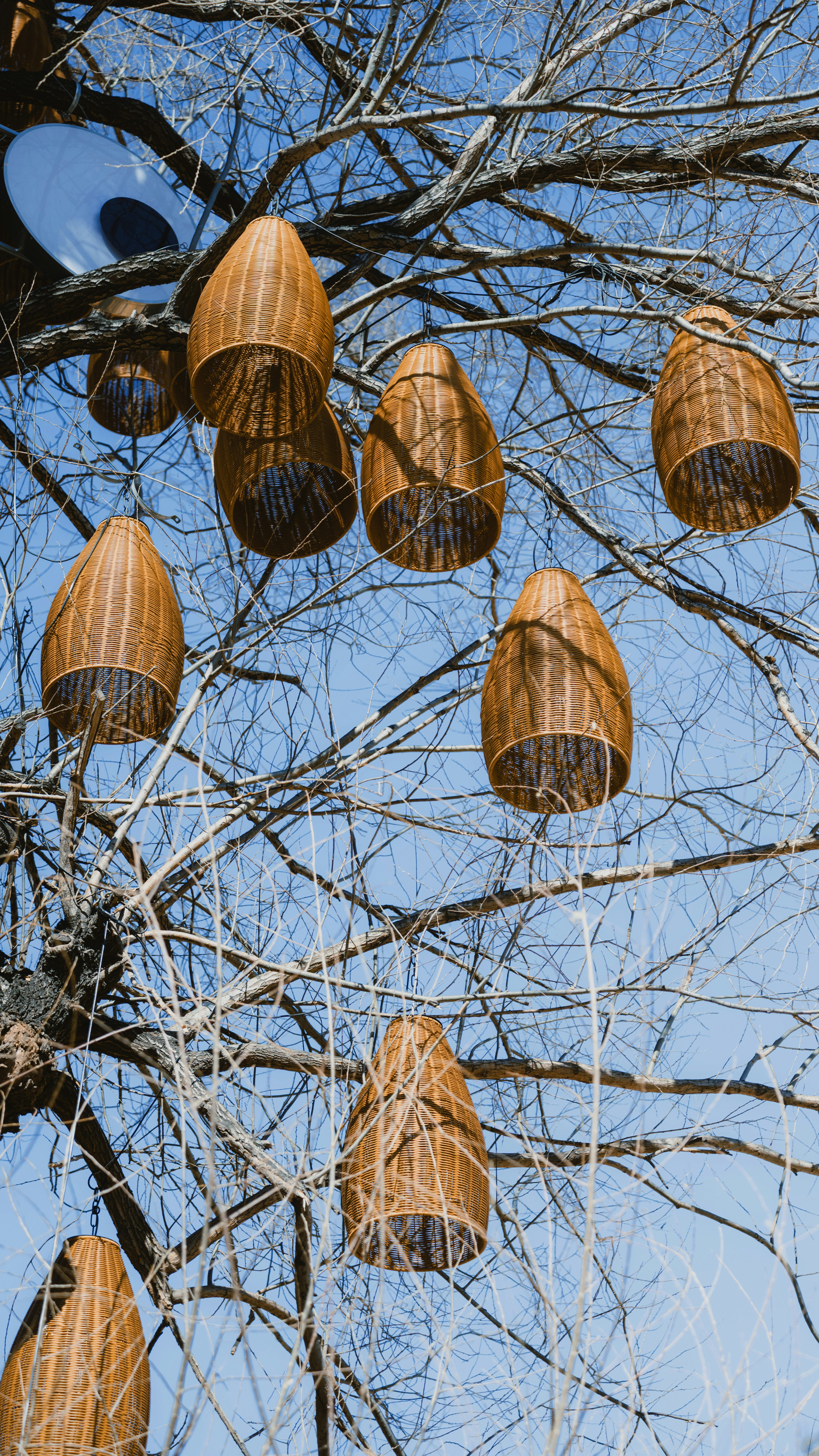 Lanterns in the Bare Winter Tree Under a Clear Sky