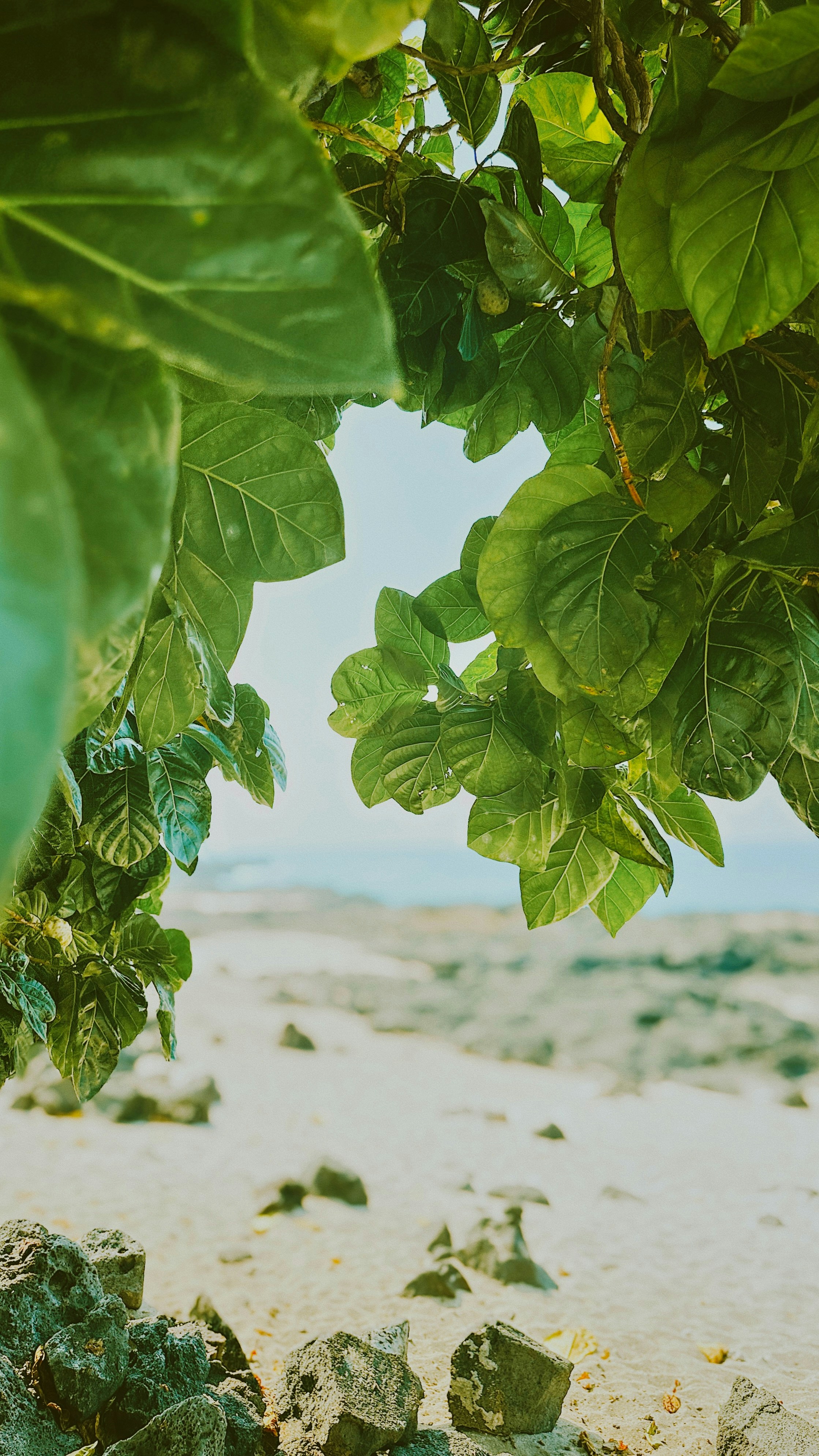 Verdant Archway Over Seaside Sand