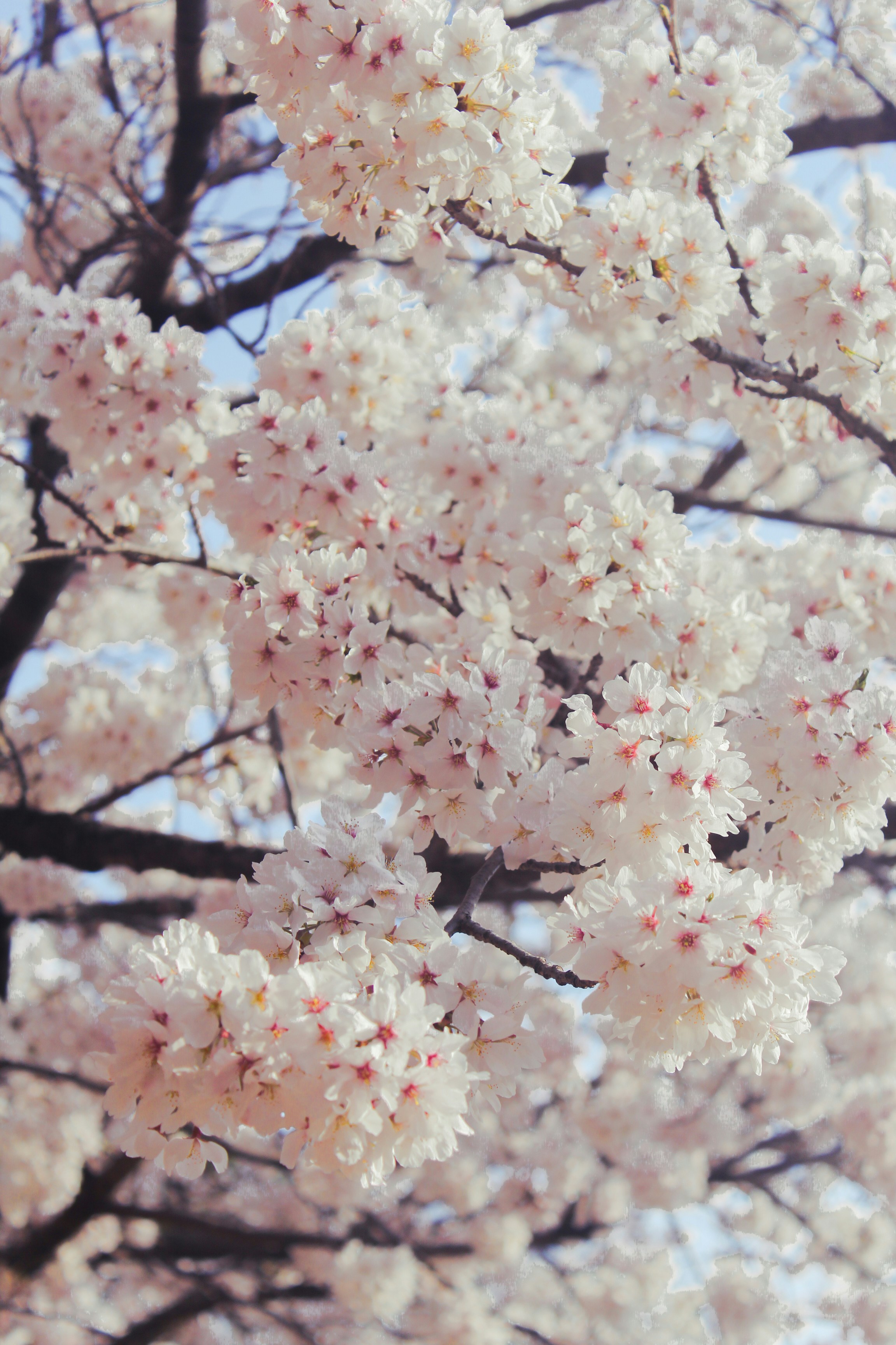 Blossoms in Soft Focus: A Cascade of Cherry Petals