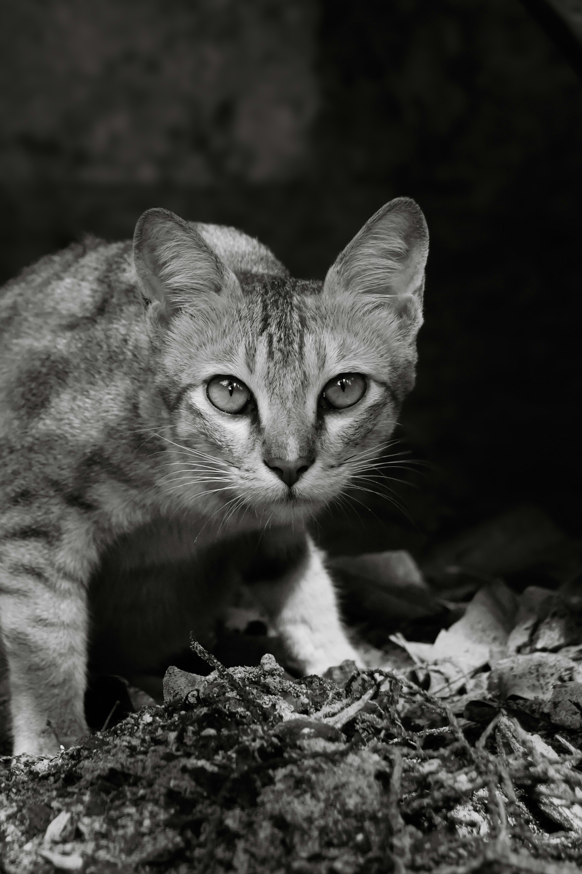 Shadowed Gaze: A Cat's Quiet Posture in Monochrome Depths