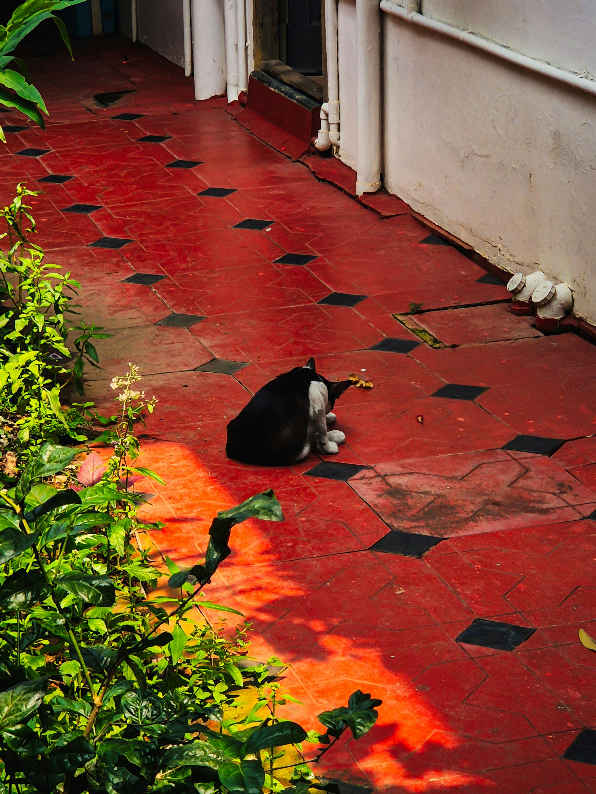 Black-and-White Cat on a Crimson Tile Lane