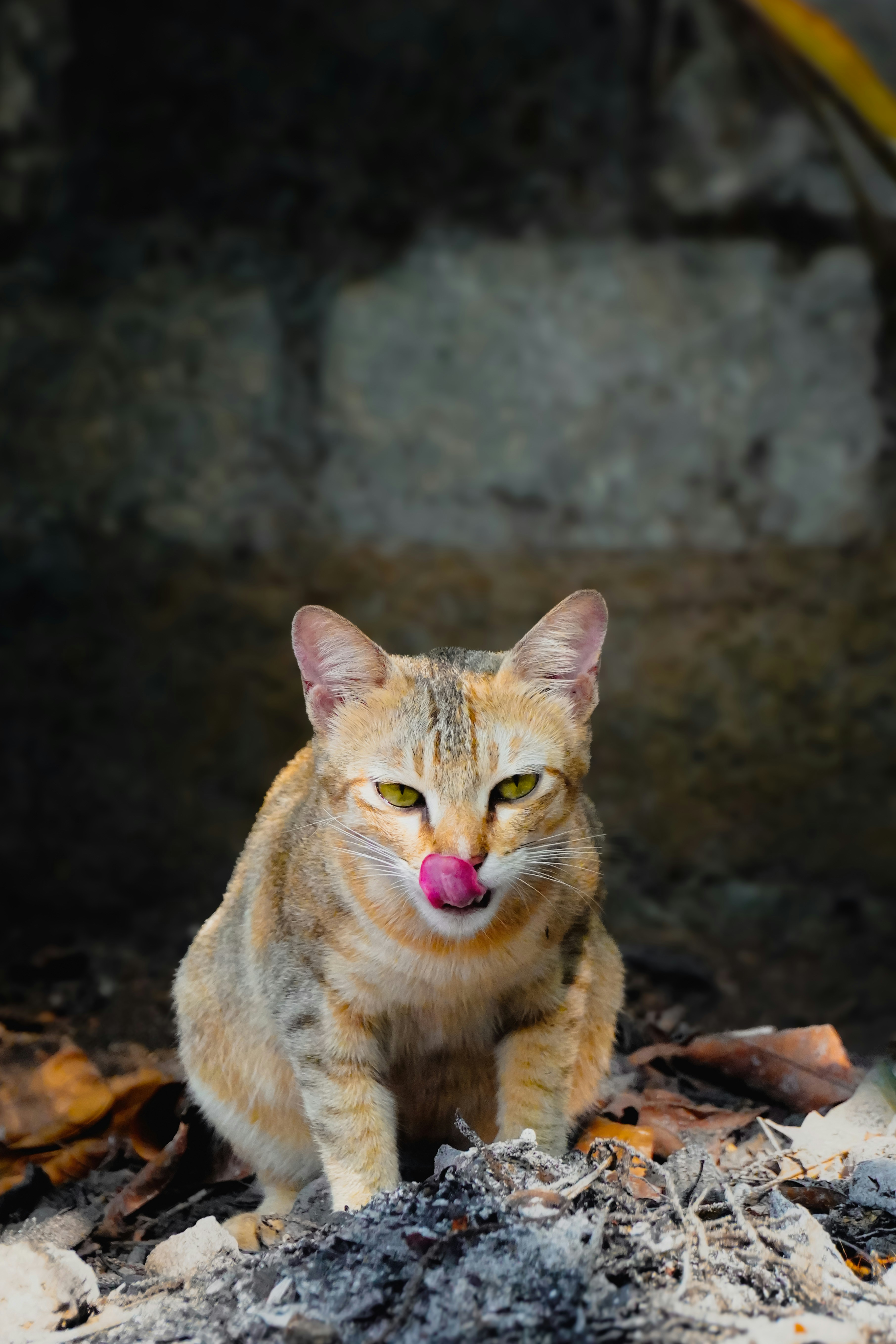  licking cat in a sunlit dirt foreground