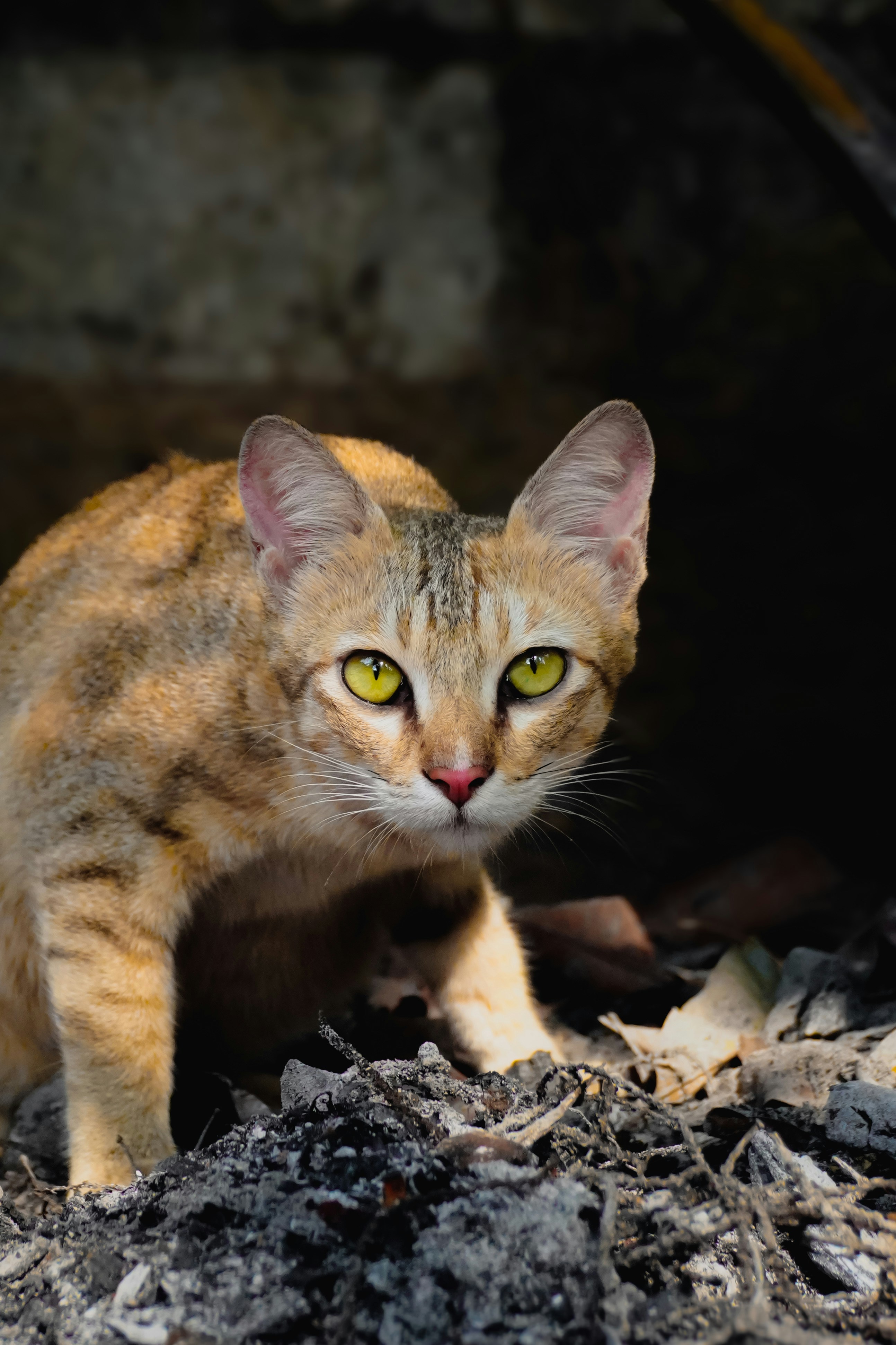 Amber gaze: a wary cat guarding the tunnel’s edge