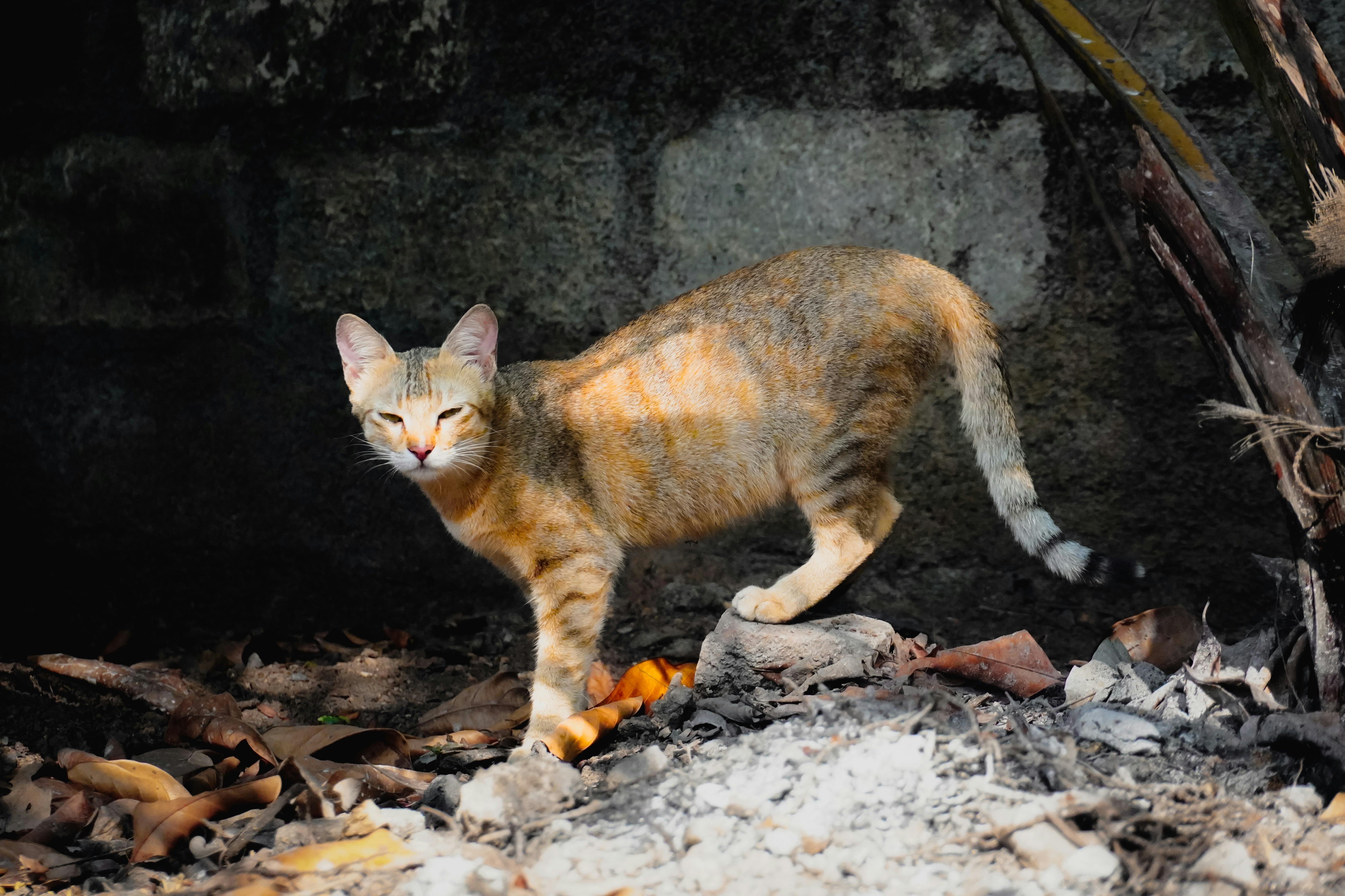 Sunlit Ginger Wanderer Among Debris