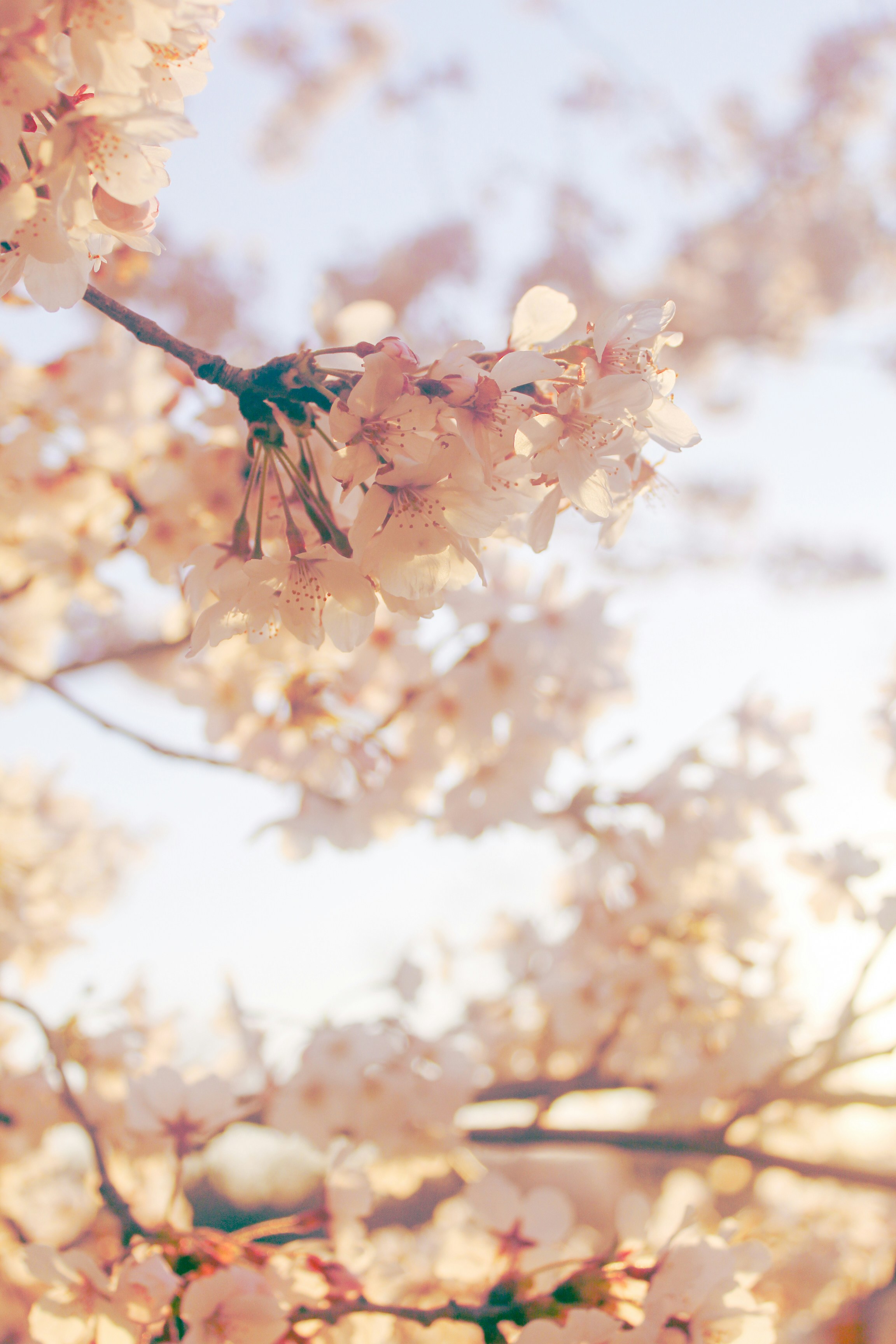 Soft Spring Bloom: Sakura Branch in Gentle Backlight