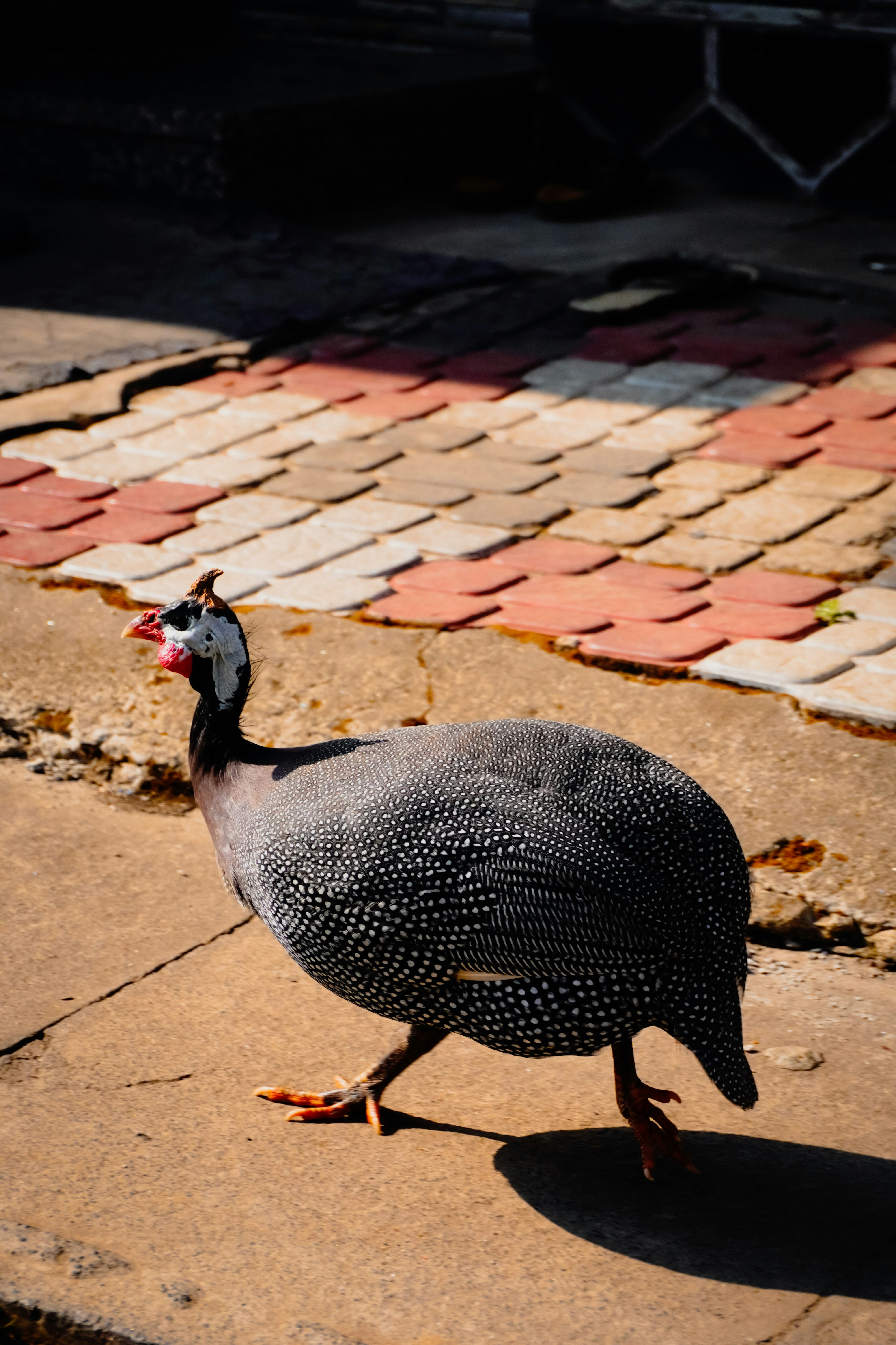 Grounded Stride: Crested Black Hen in Afternoon Light