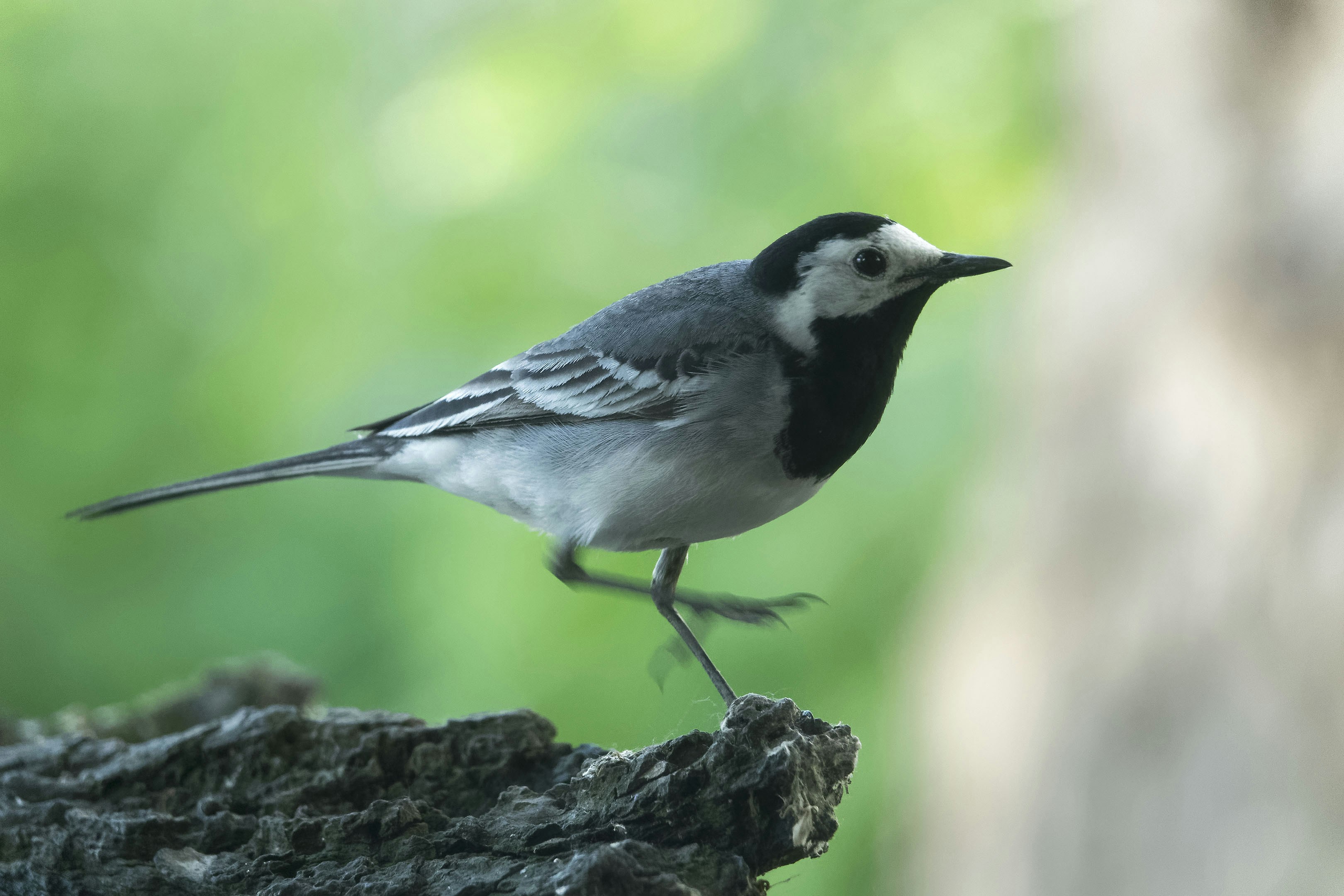 Blink of a Wing: Black-capped Tit perched on mossy branch