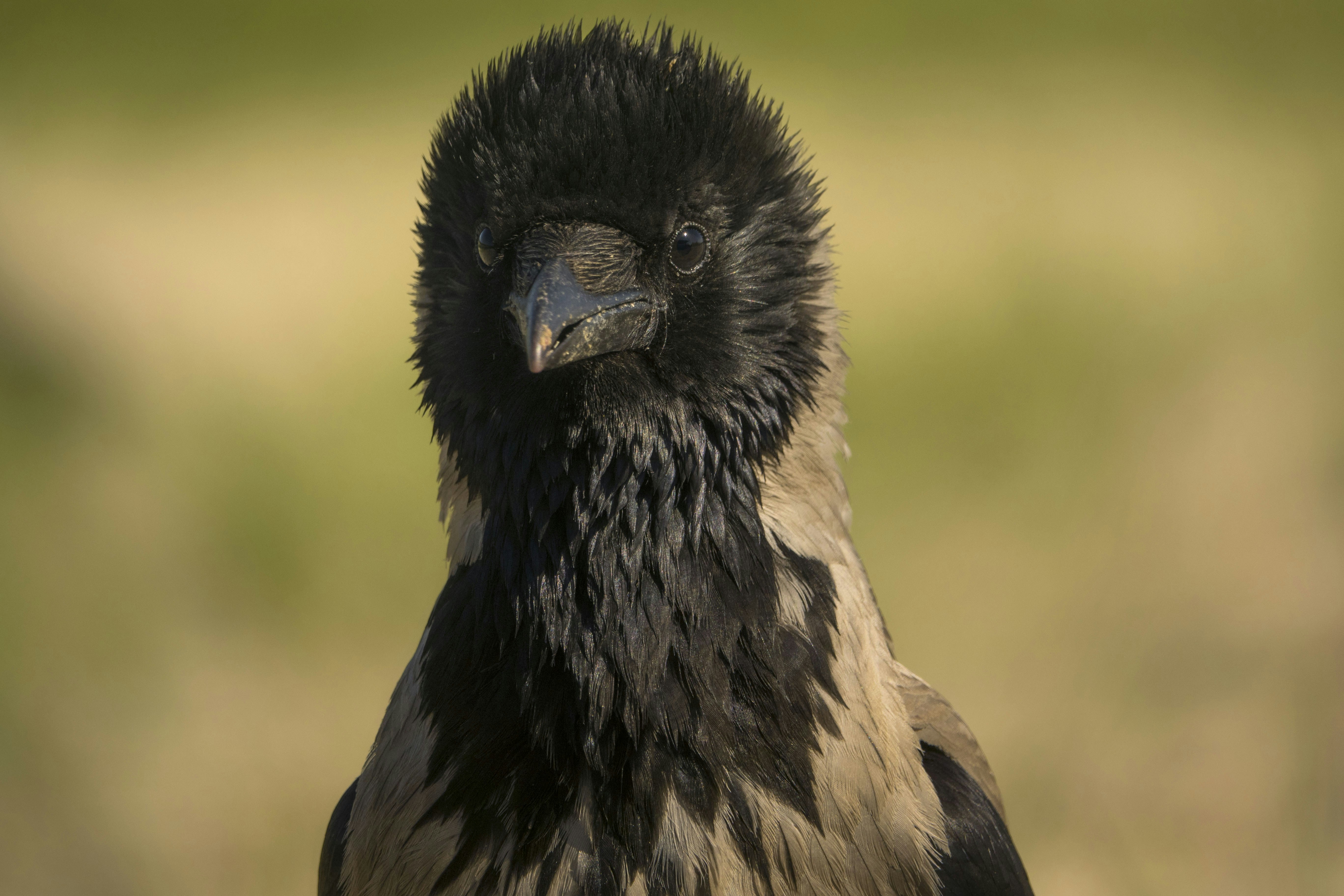 Portrait of a Black-Caped Brawler: The Stare of a Hooded Crow