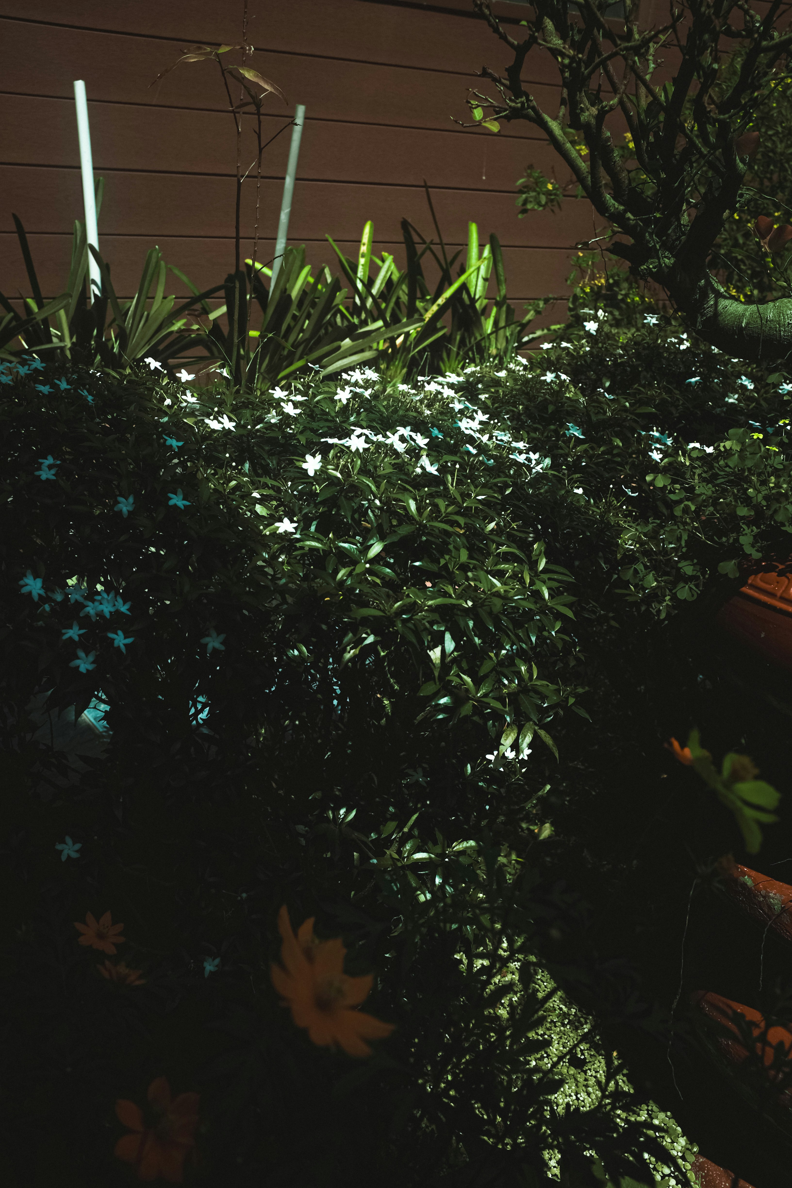 Partial Sunlit Garden Shrine: White-flowered Shrub Amid Leaves and Pots