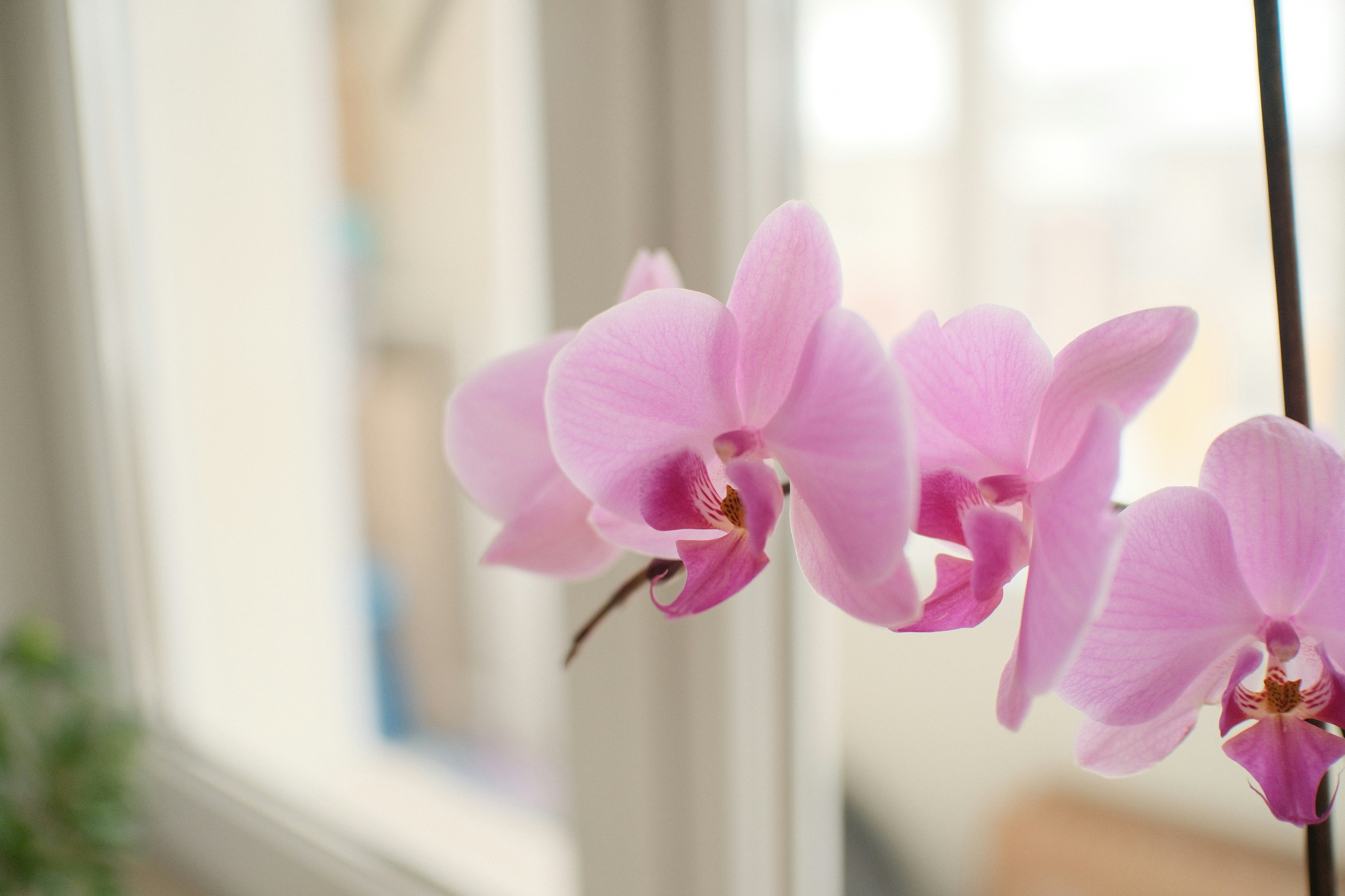 Pink orchids bloom near a window with soft light.