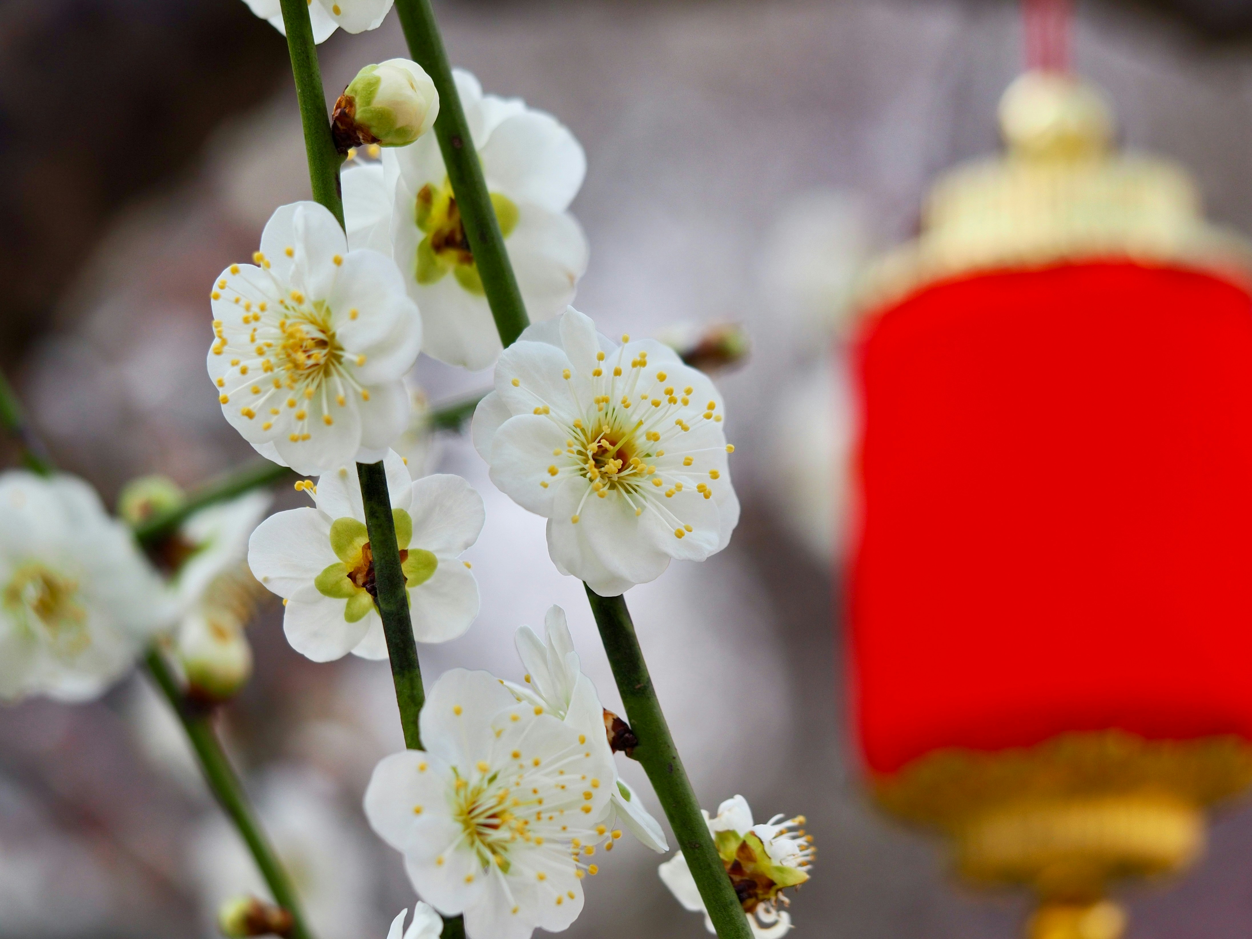 Blossoms and a Red Lantern: Quiet Lunar New Year Moment