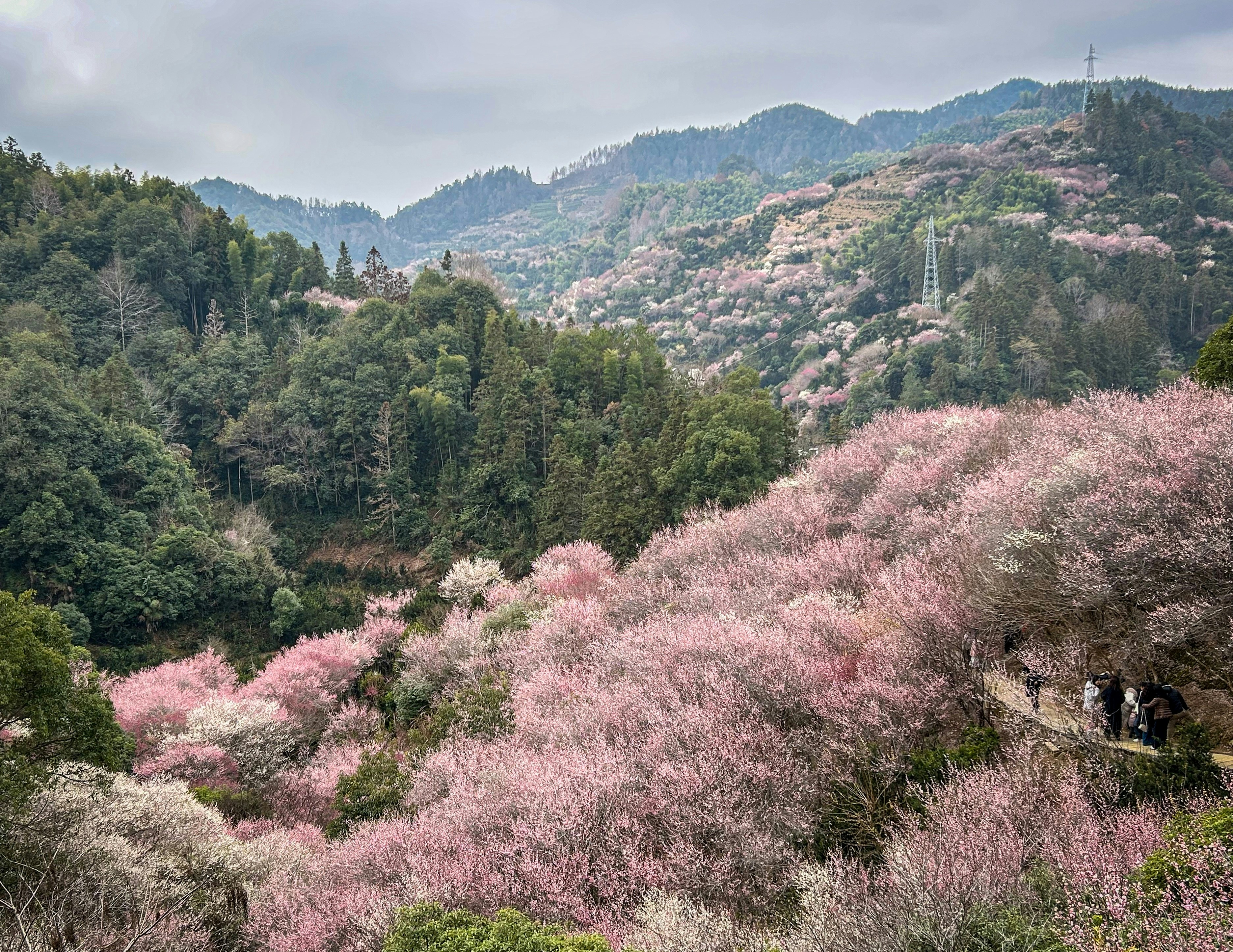 Blush Valley: Sakura Hills Beyond the Lush Green