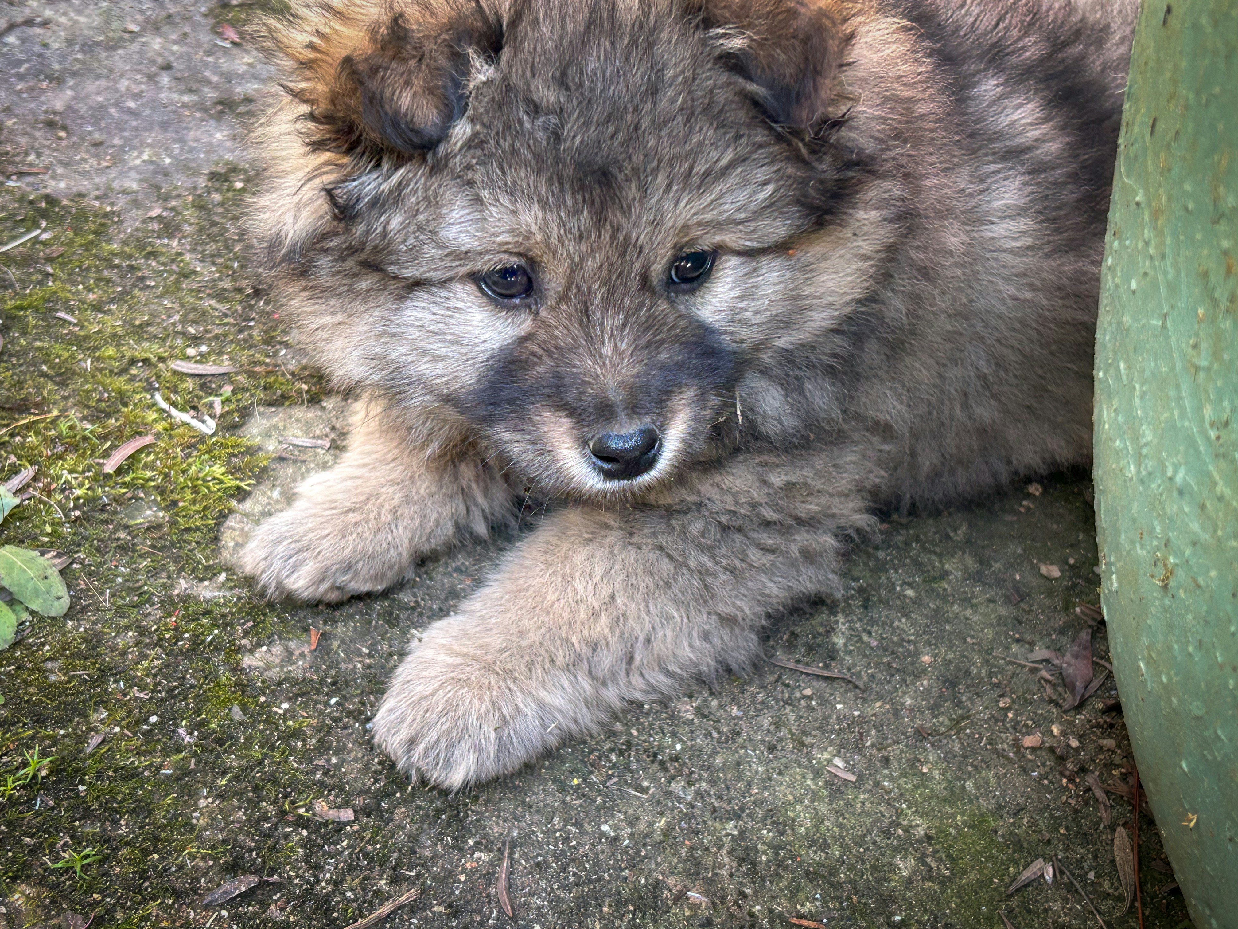 Curled Contemplation: A Fluffy Pup at Rest