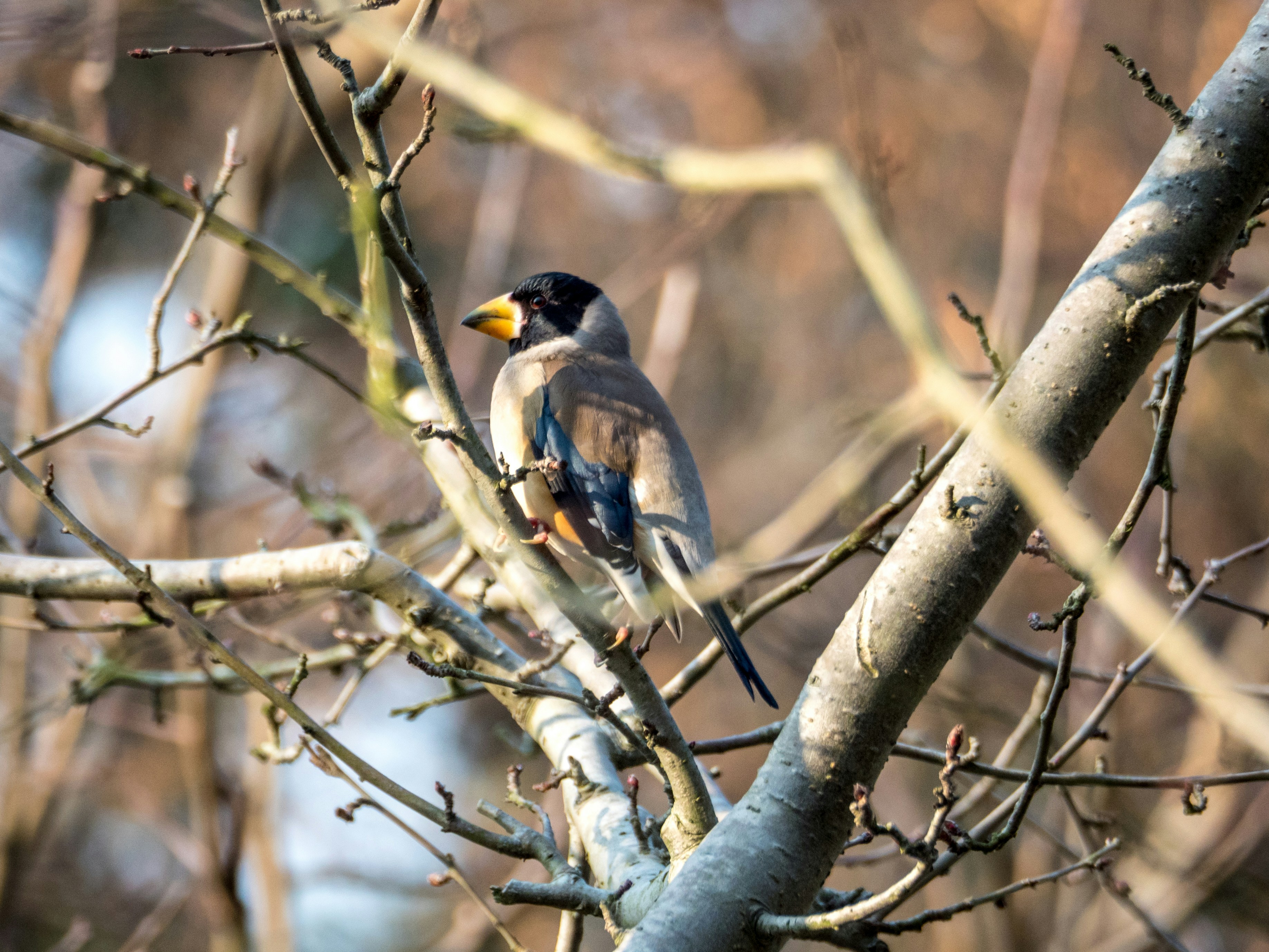 Yellow-billed Bullfinch Perched Among Winter Branches