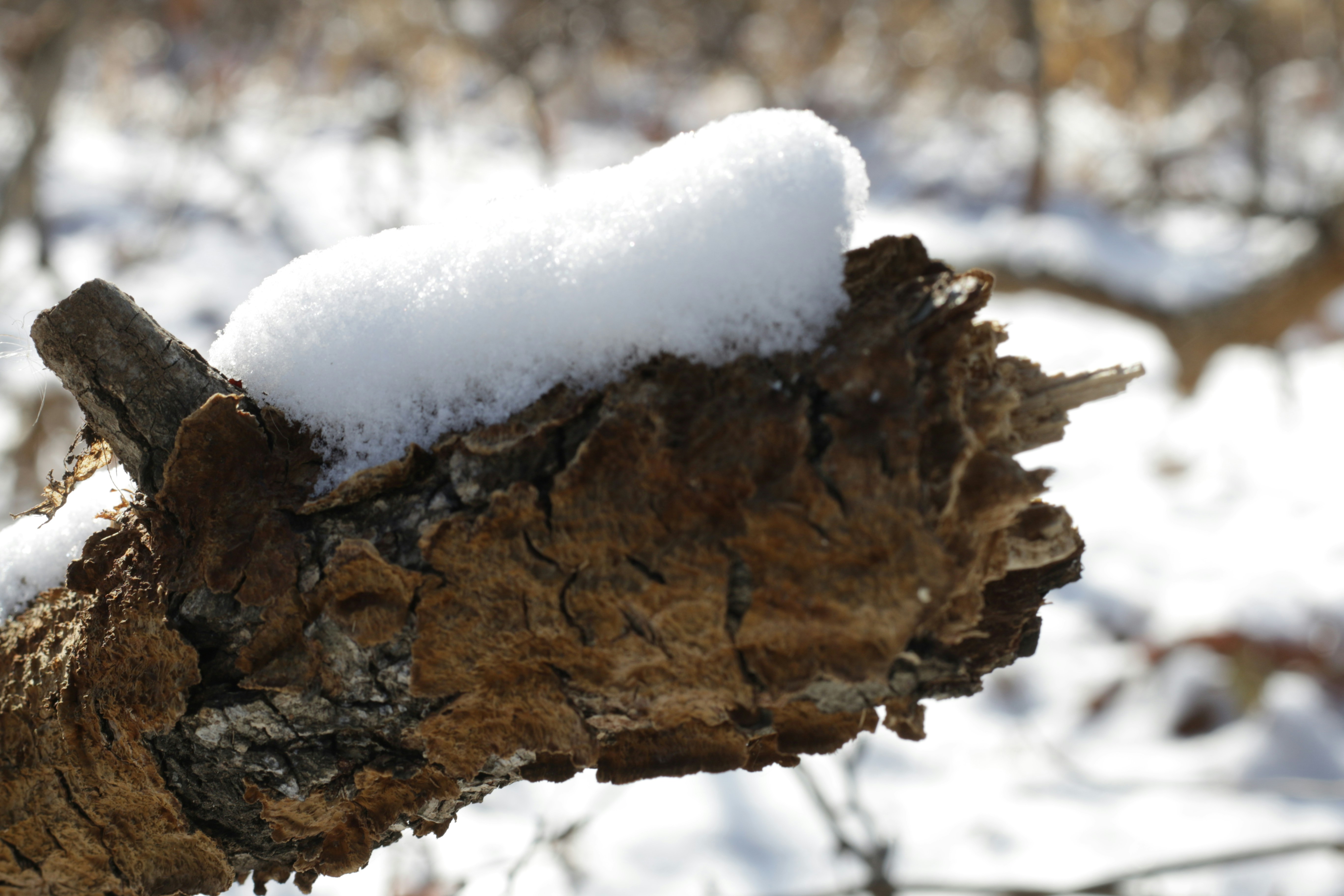 Snow-Capped Log in a Snowy Forest