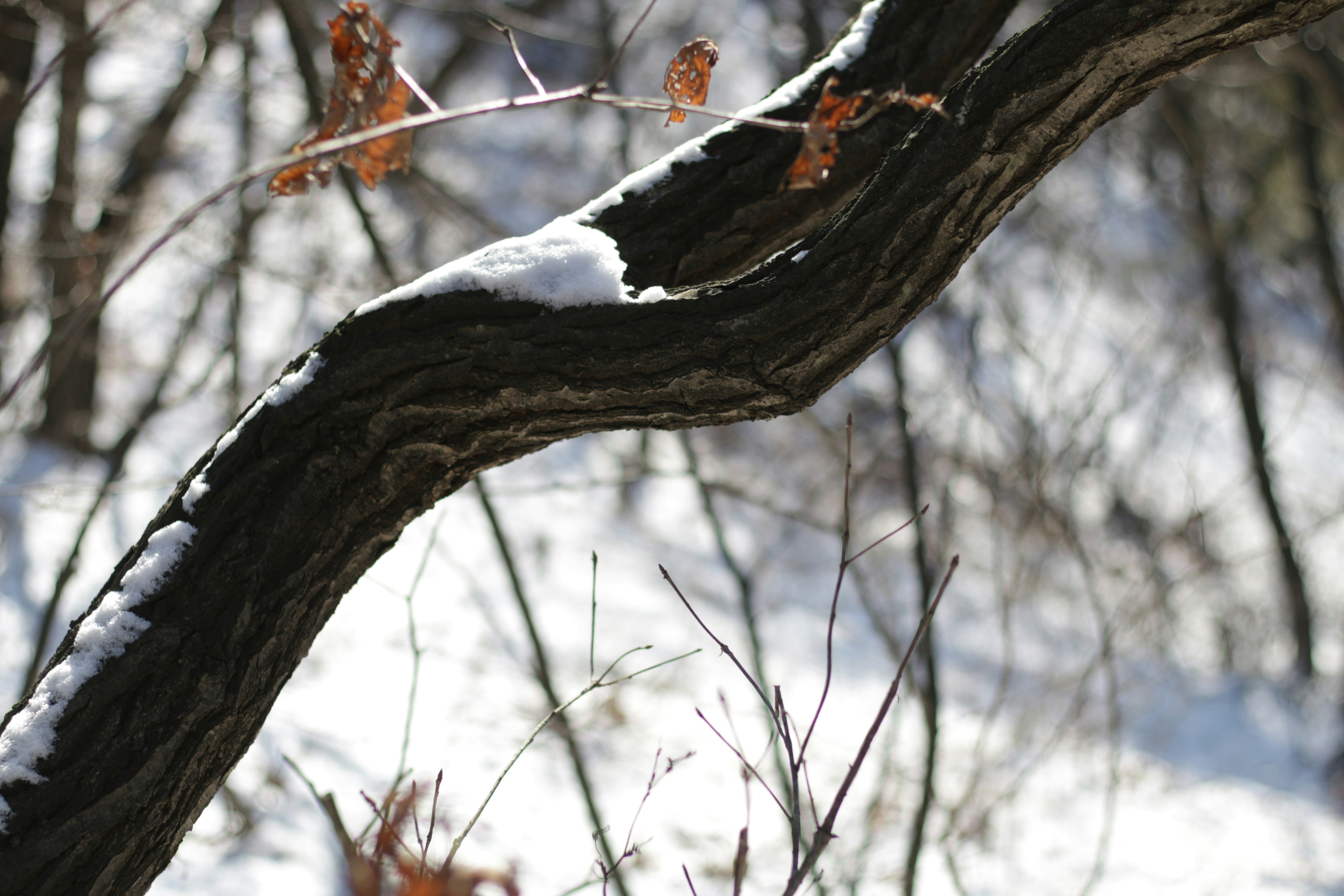 Snow-touched branch arc in a quiet winter thicket