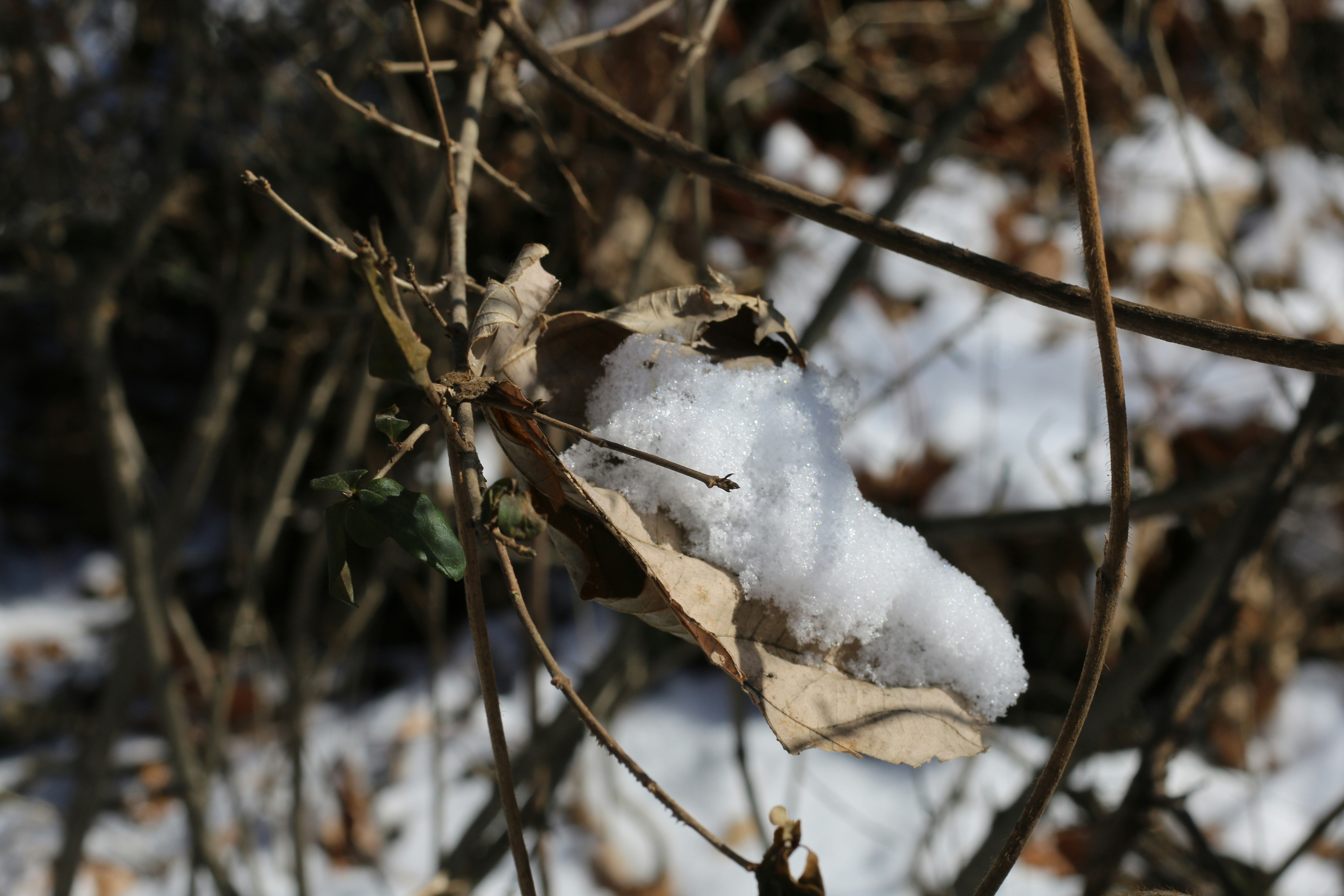 Snow-kissed Leaf Encasing a Silent Branch