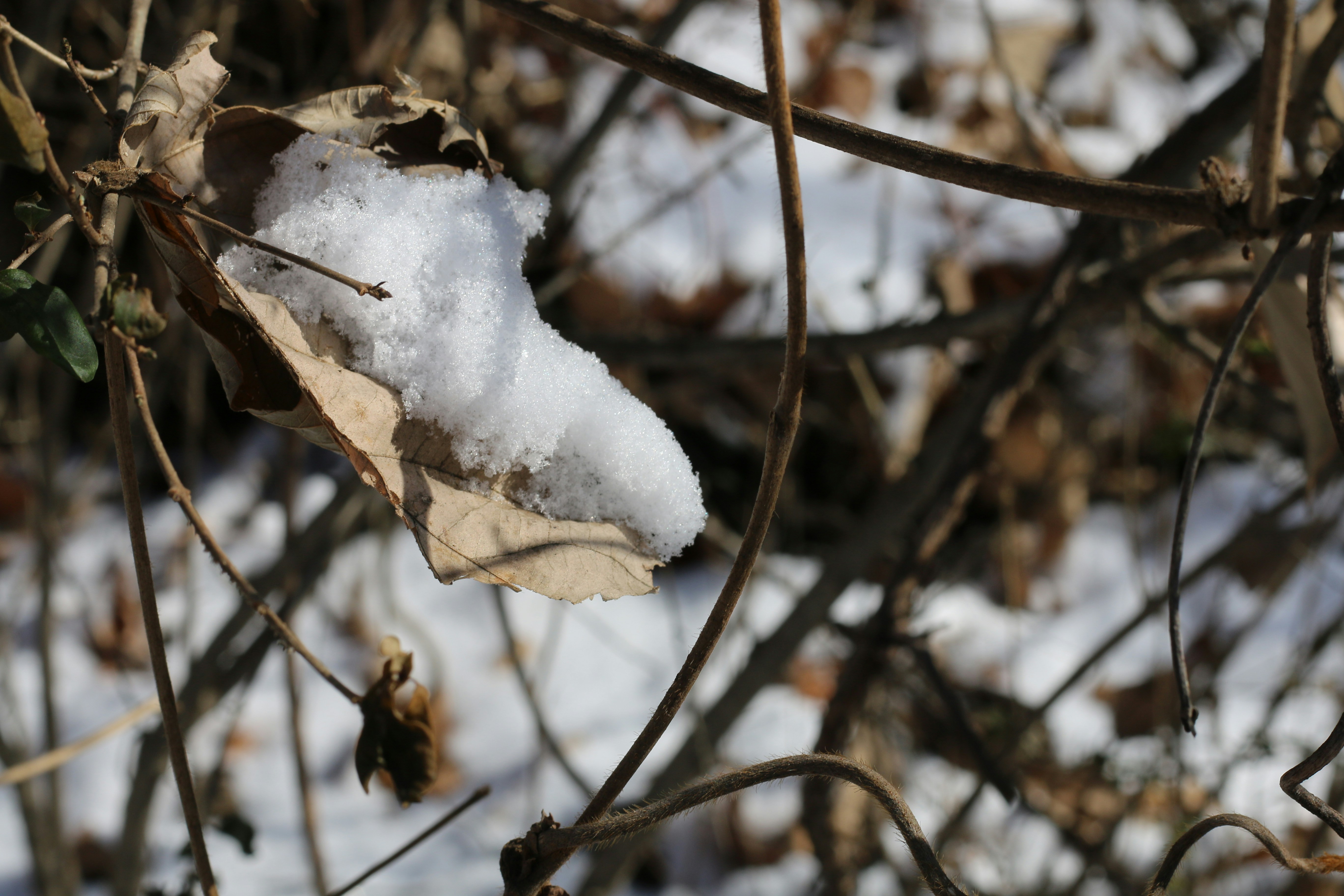 Snow-Weighted Branches: A Quiet Winter Moment