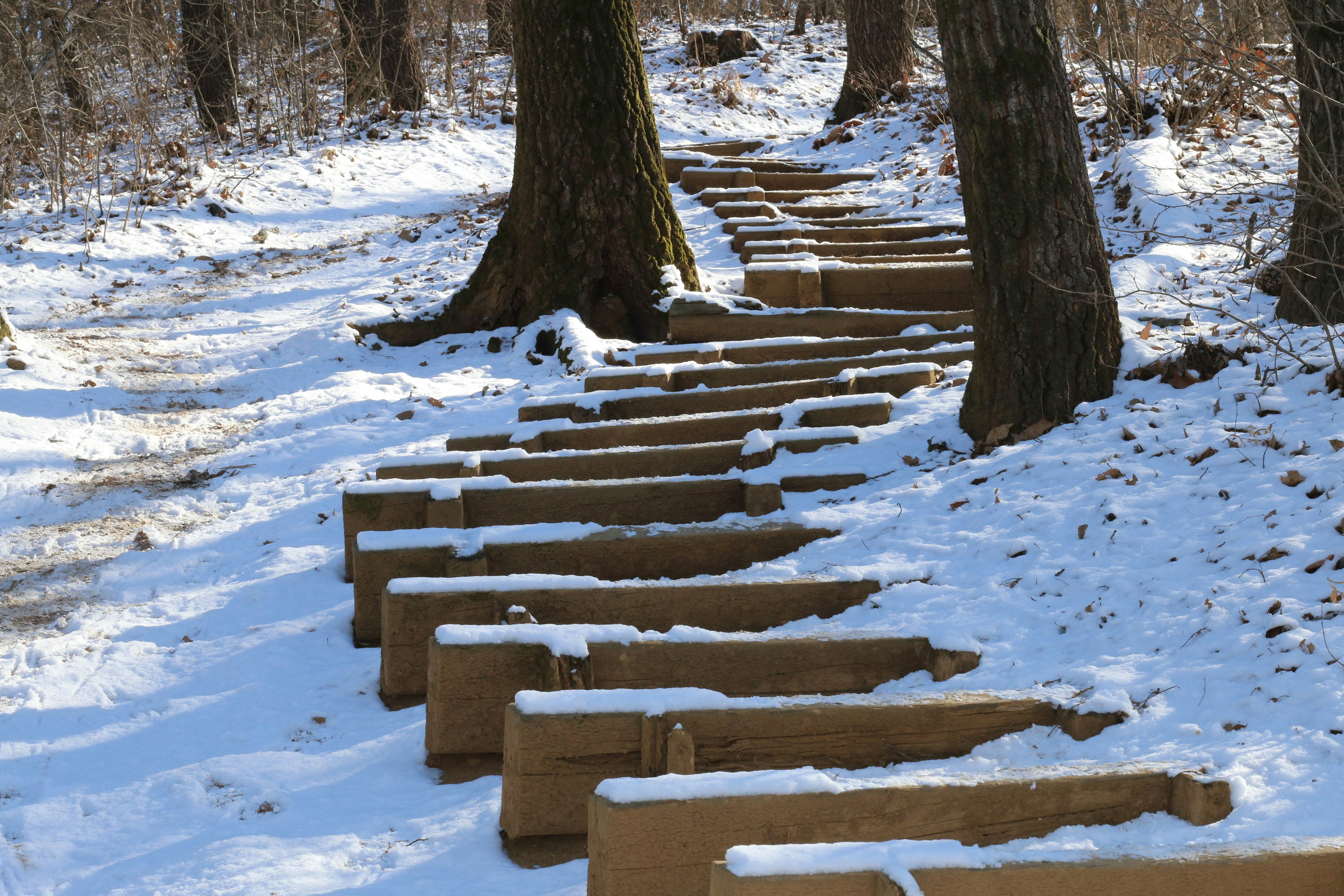 Snowbound Steps Through a Quiet Forest