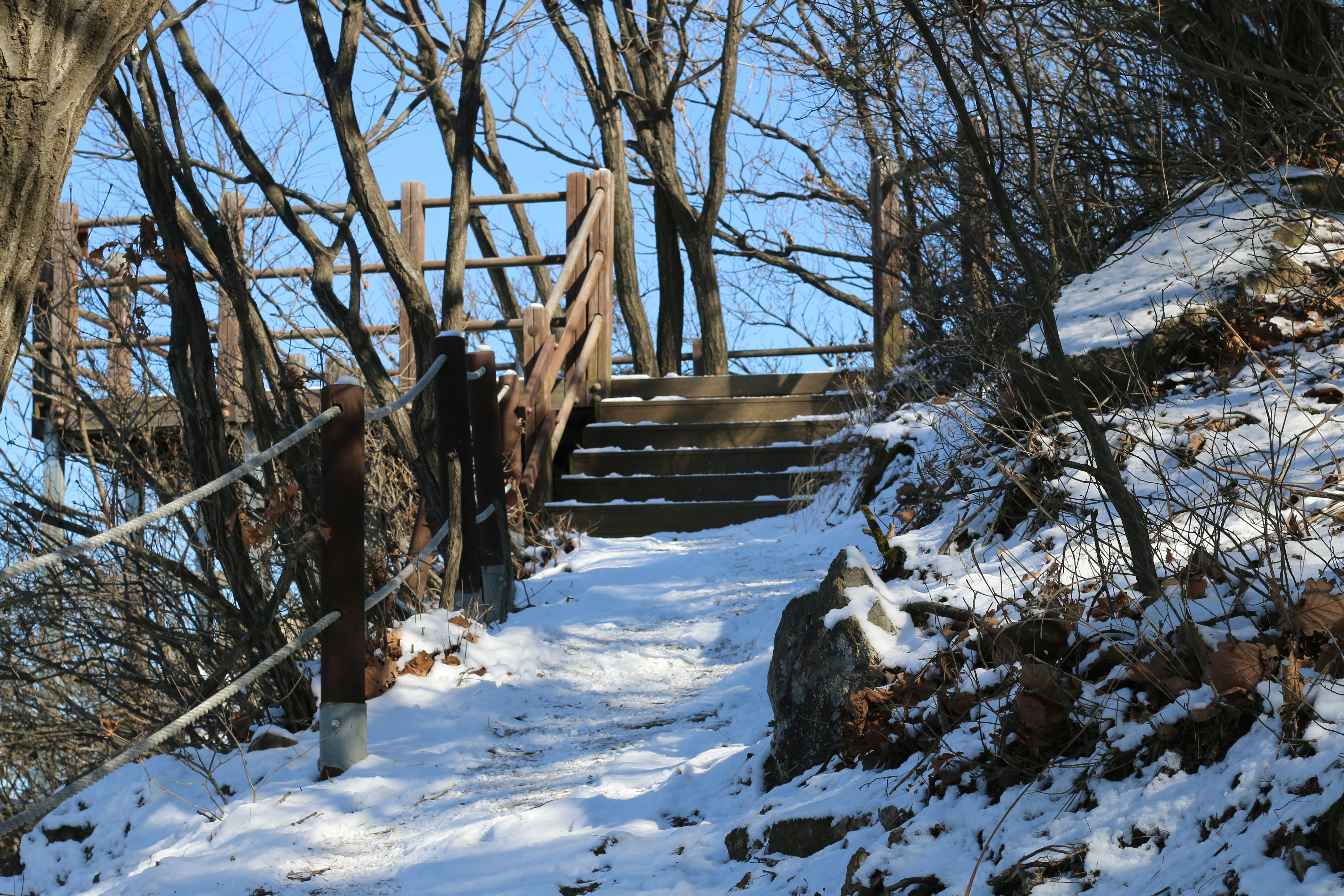 Snowbound Steps: A Staircase Through Bare Trees to the Sunlit Path