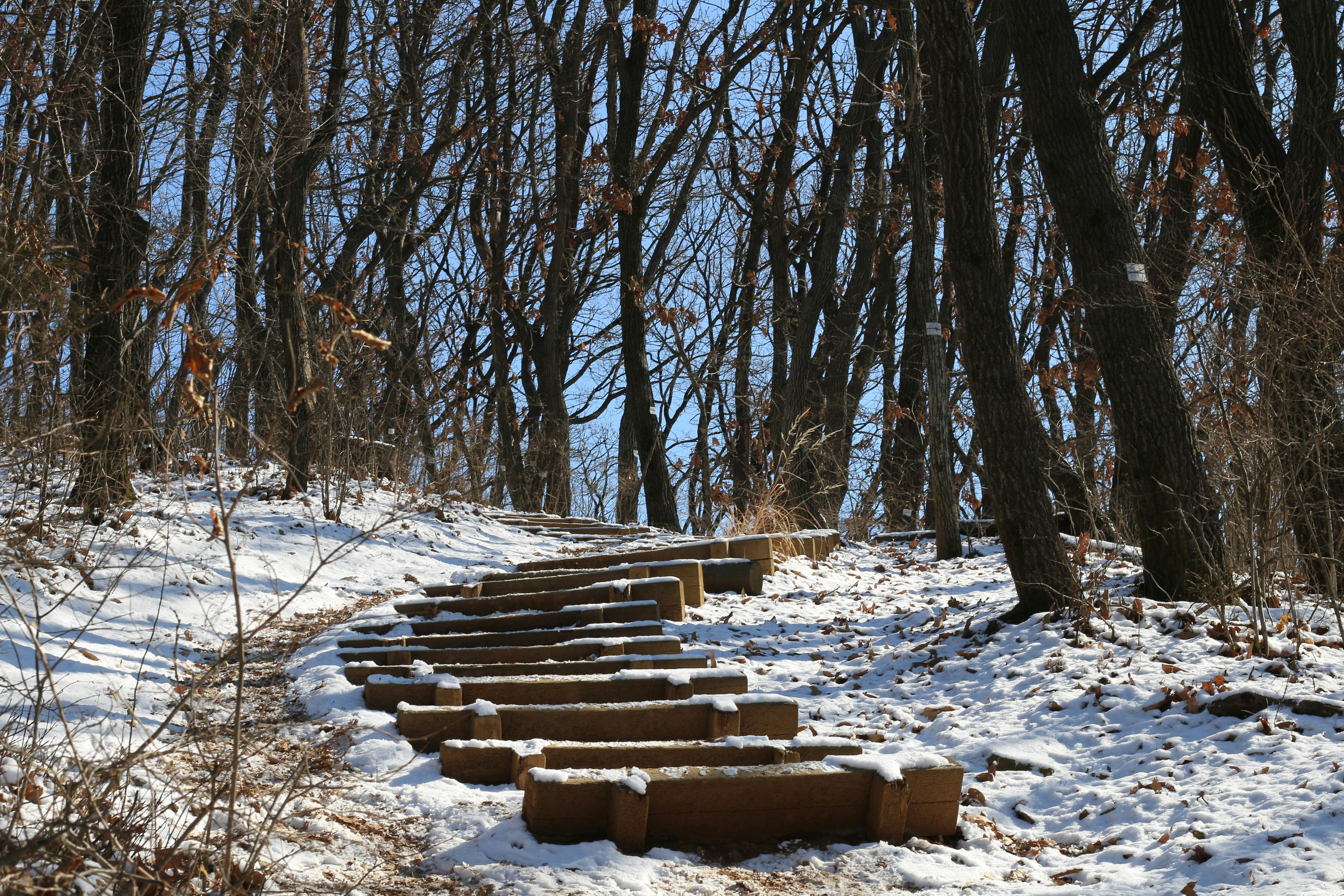 Snowy Wooden Steps Winding Through Dormant Trees
