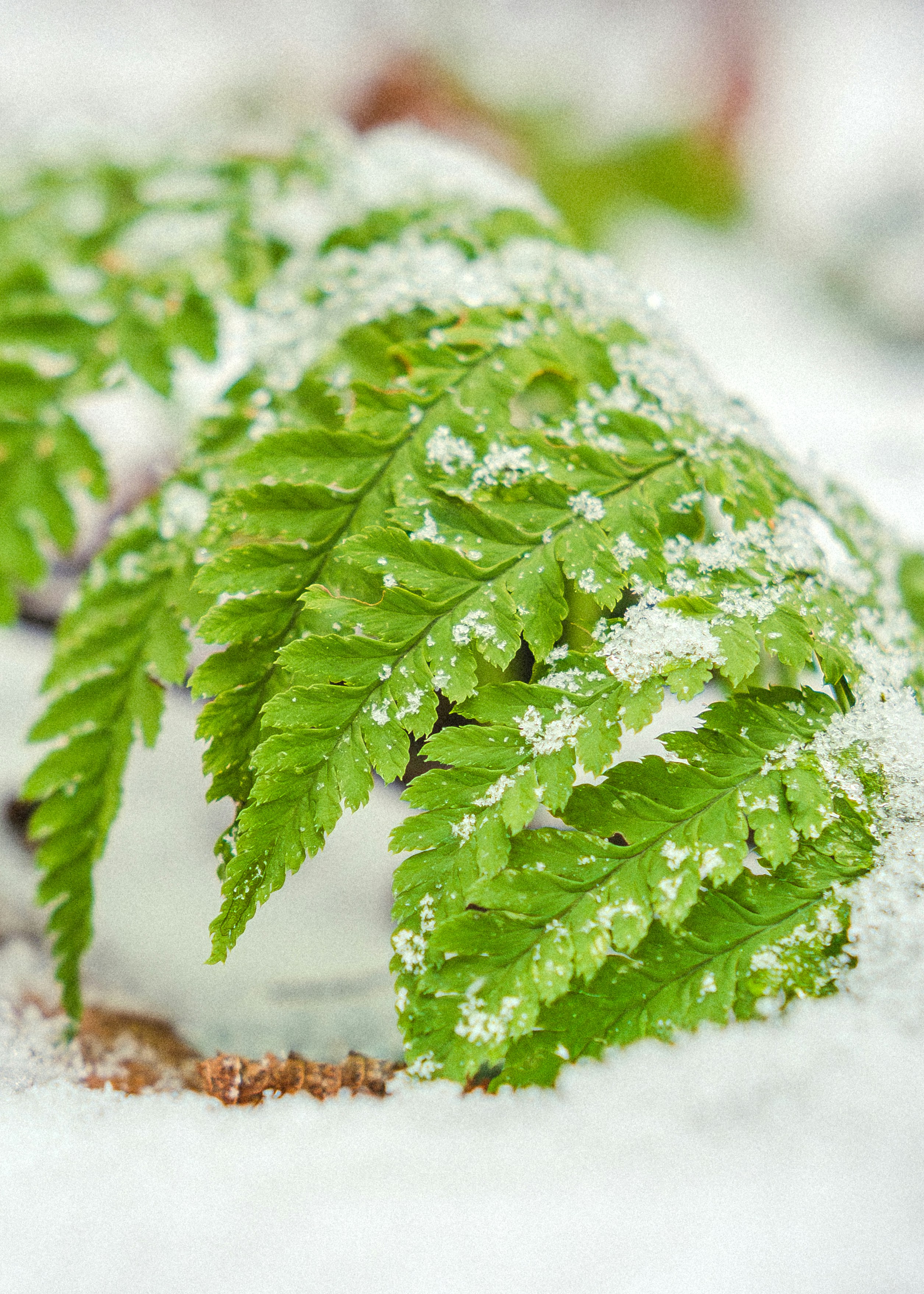 Green Fern Under Snow: A Fresh Shot in Winter Light