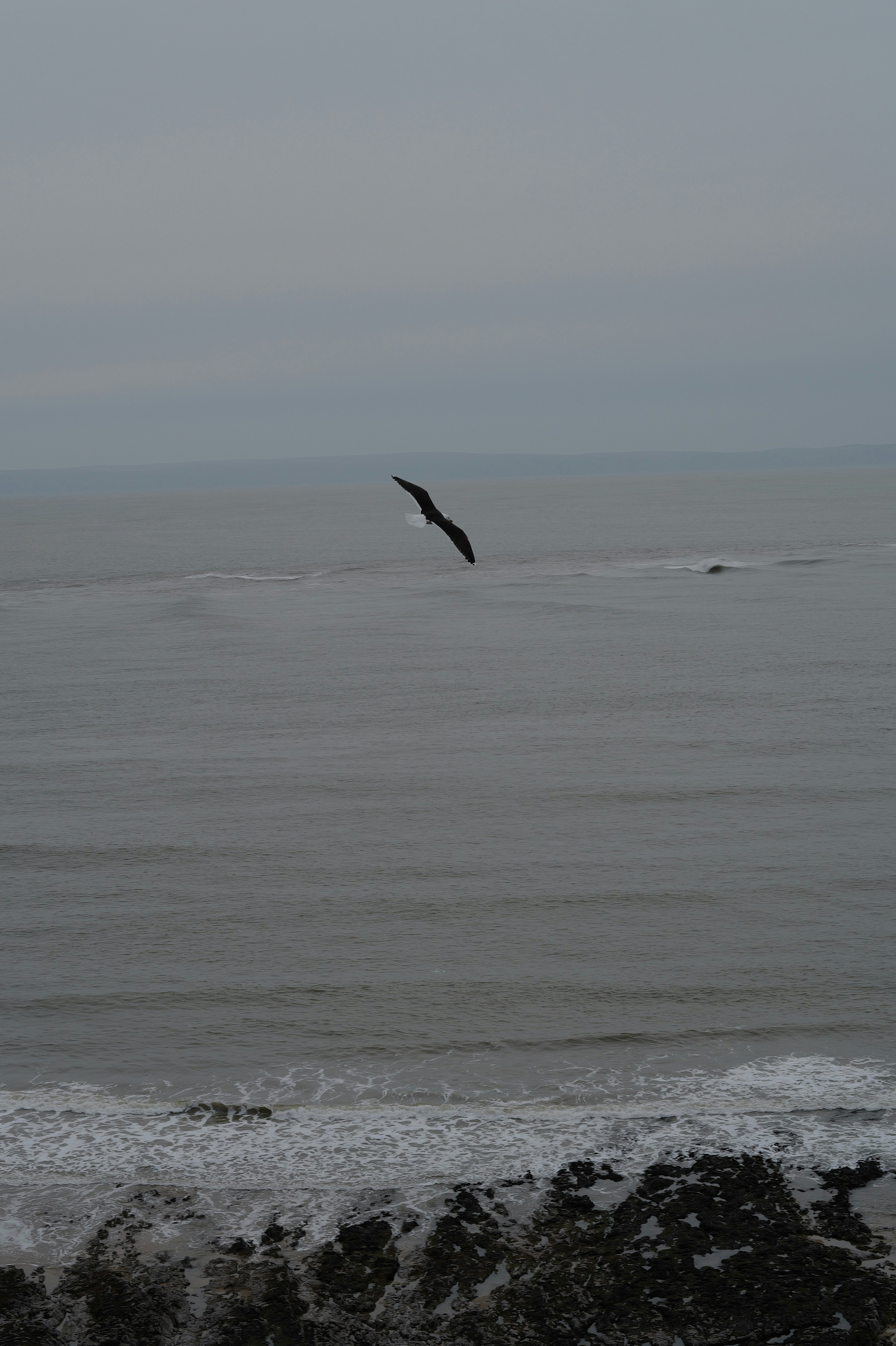 Soaring Black Silhouette Over a Quiet Horizon