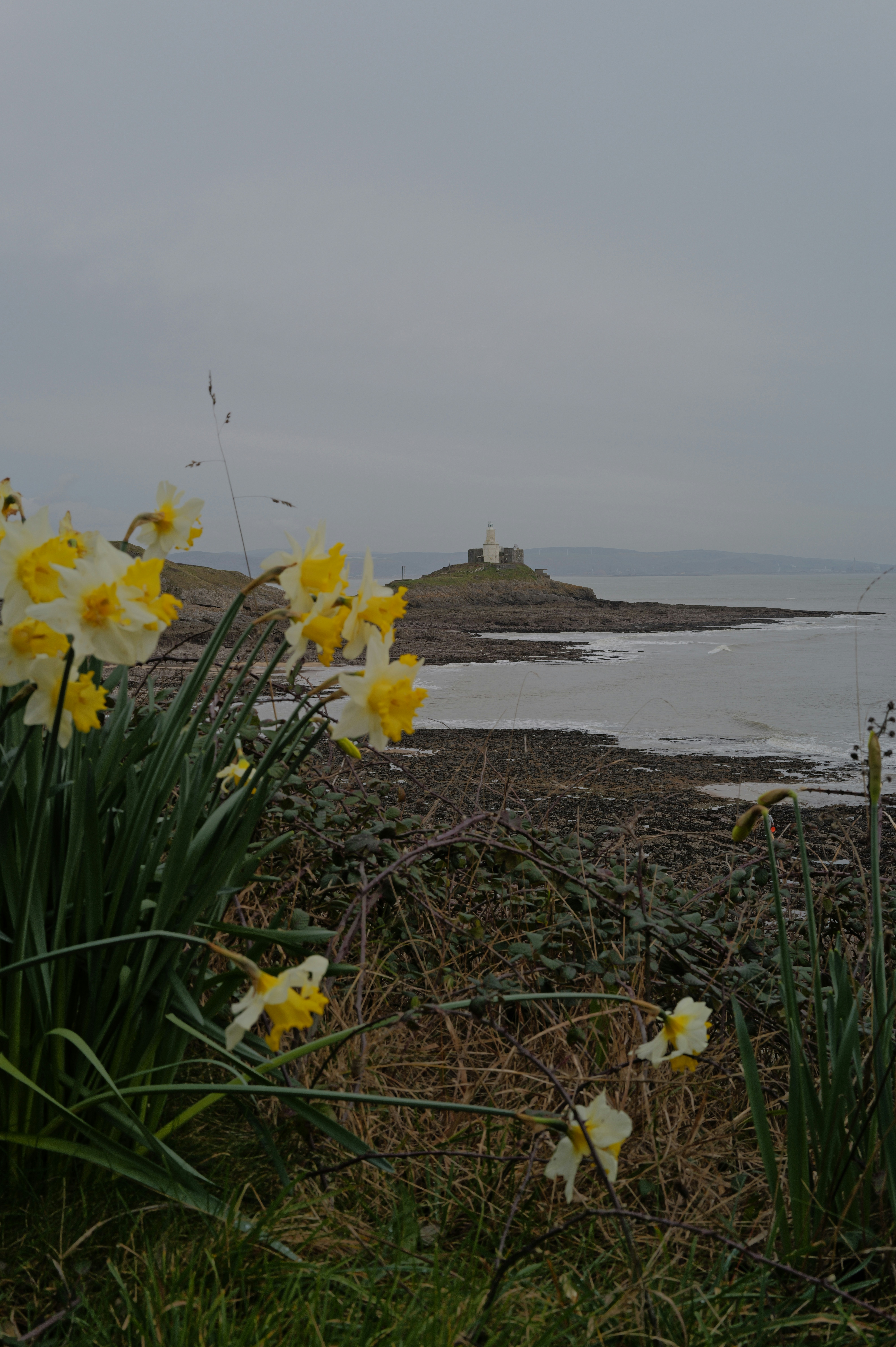 Yellow blooms framing a distant lighthouse over a rugged shoreline