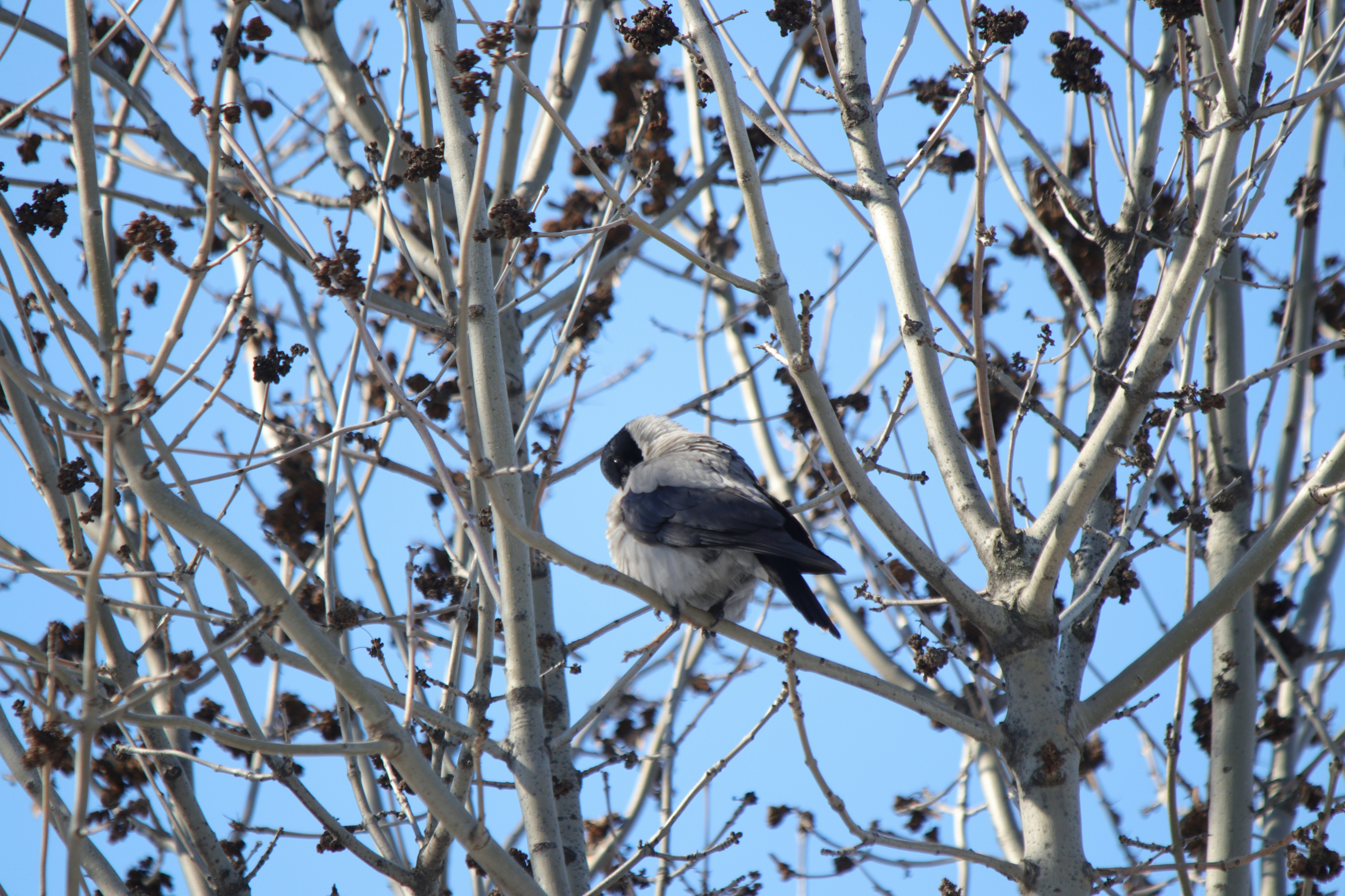 Perched in Winter Lace: A lone songbird in leafless branches under a clear blue sky
