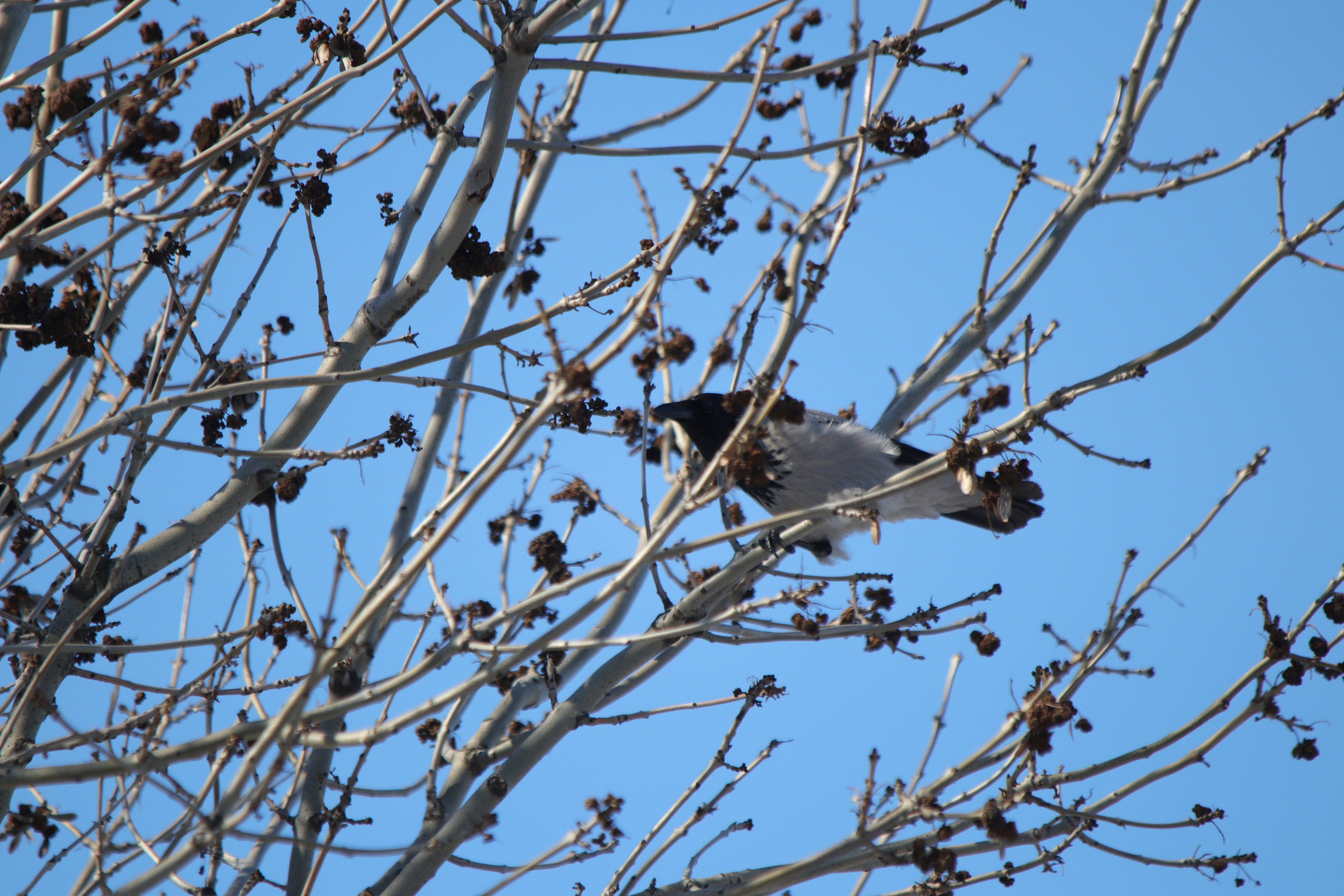Bird in the Bare Branches Against a Cerulean Sky