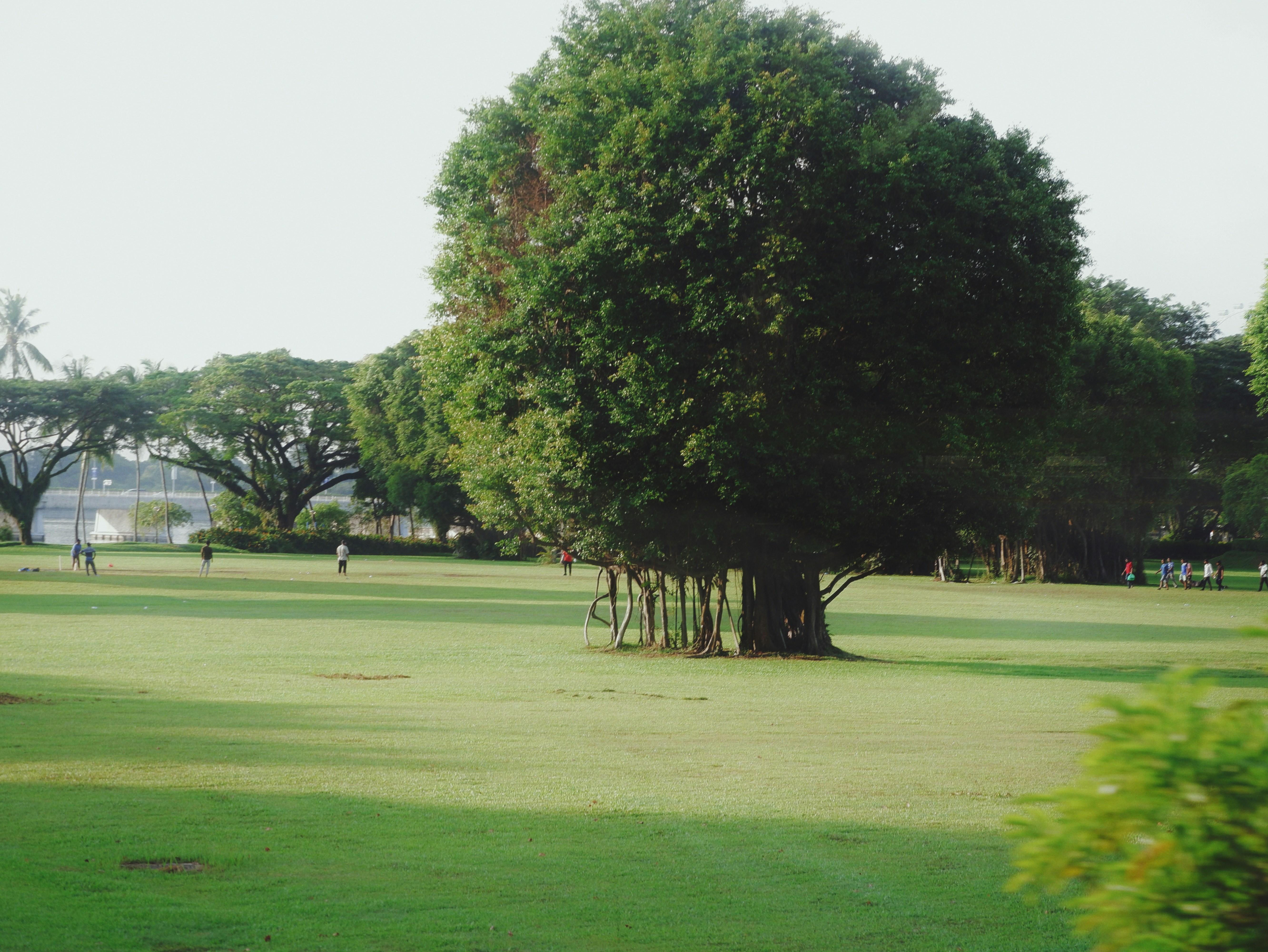 Solitary Canopy: A Lone Tree Reigns Over a Sunlit Park