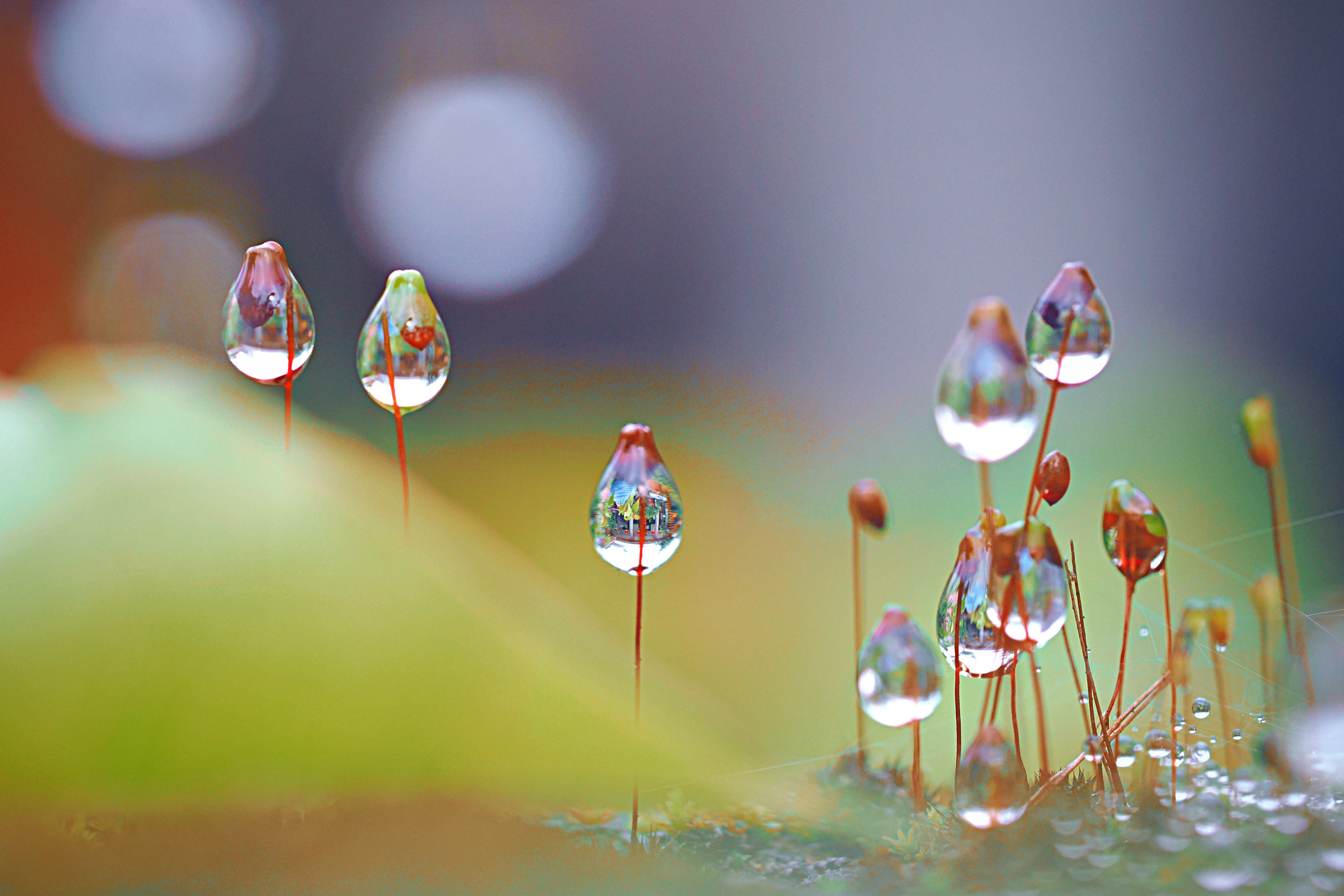 Dew-Kissed Seedlings: Glass Rods with tiny droplets