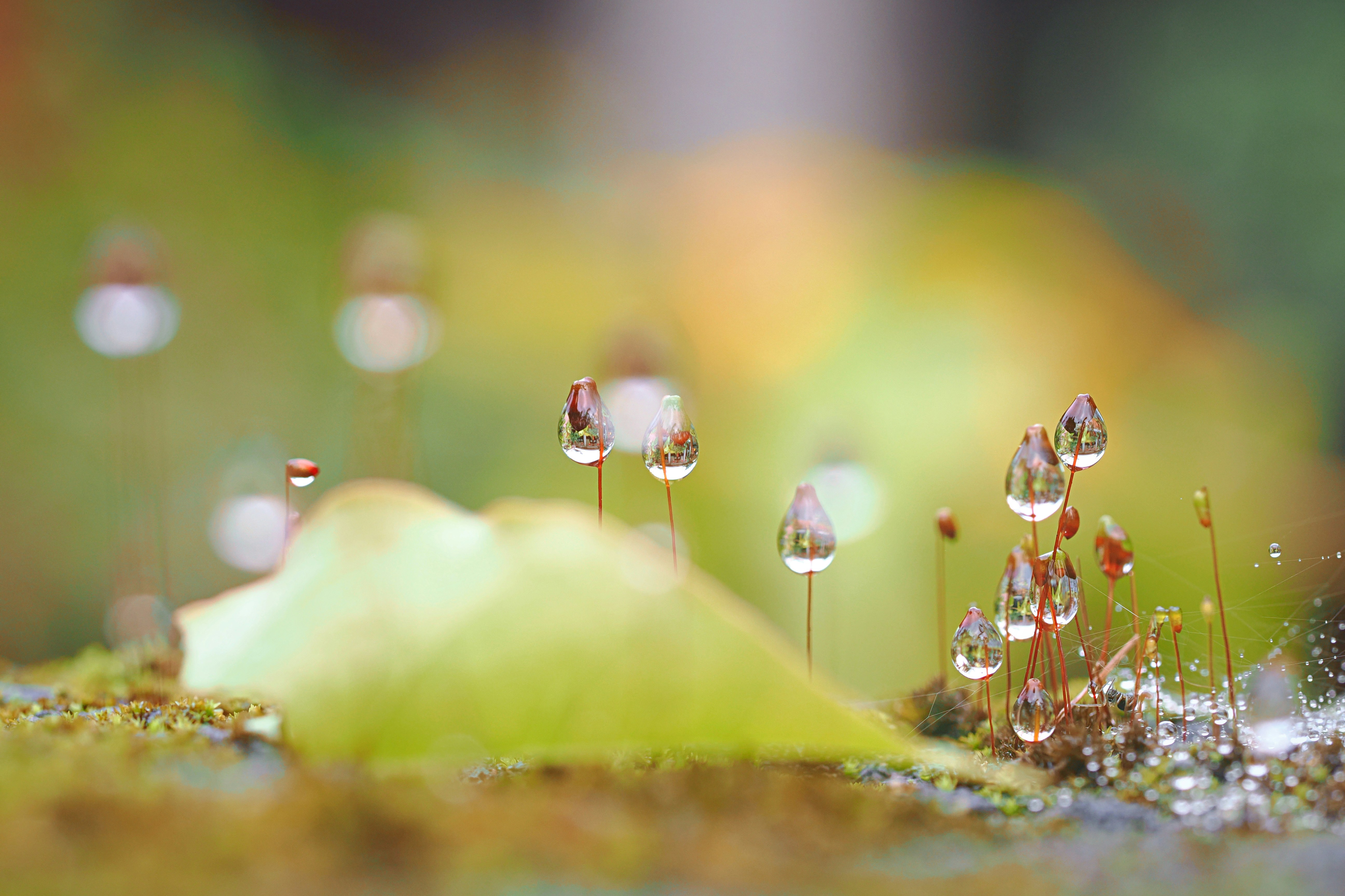 Dew-kissed Sporophytes and Tinted Moss in a Gentle Morning