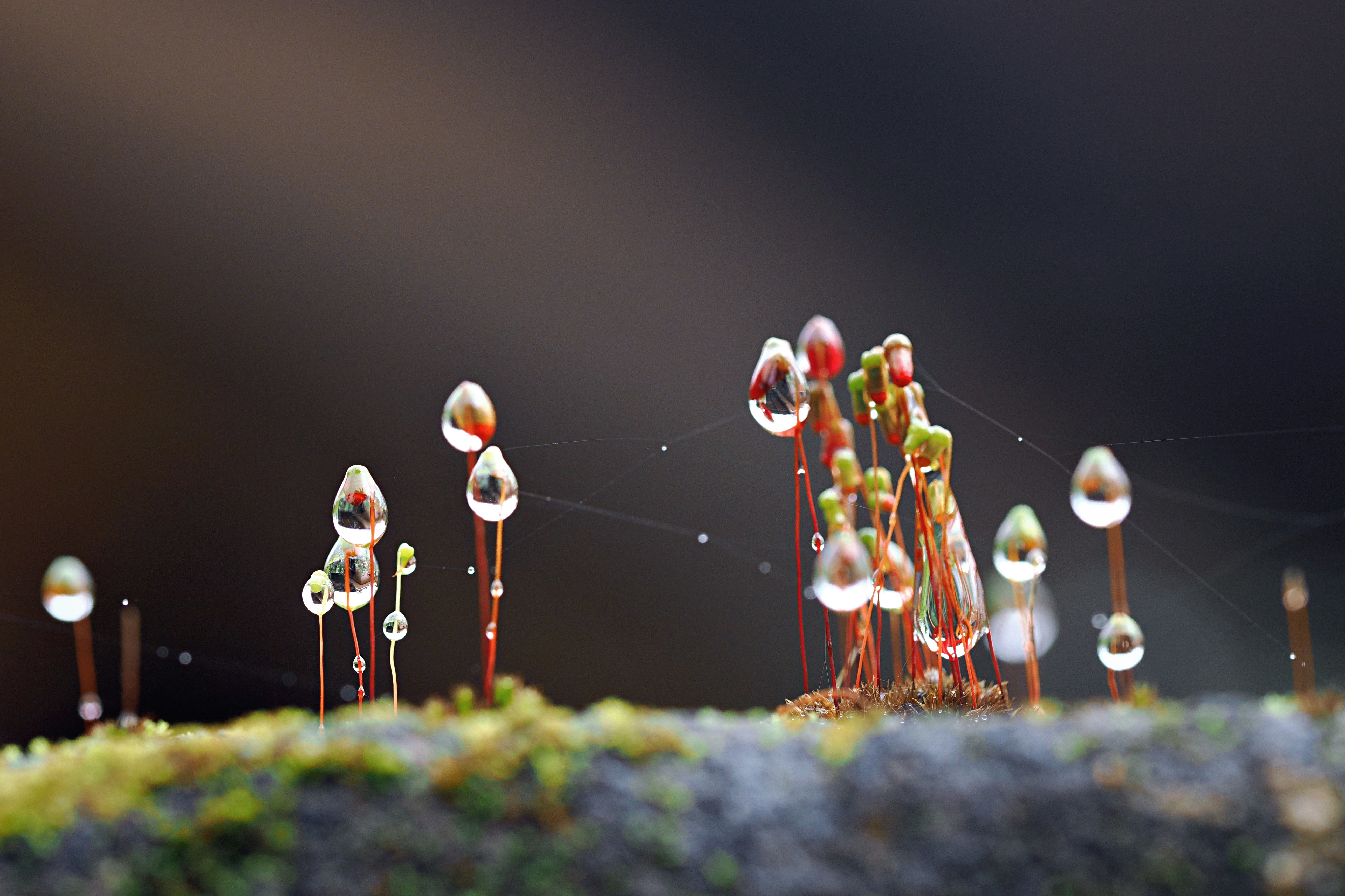 Dew-Draped Moss Sprouts Under a Narrow Macro Lens